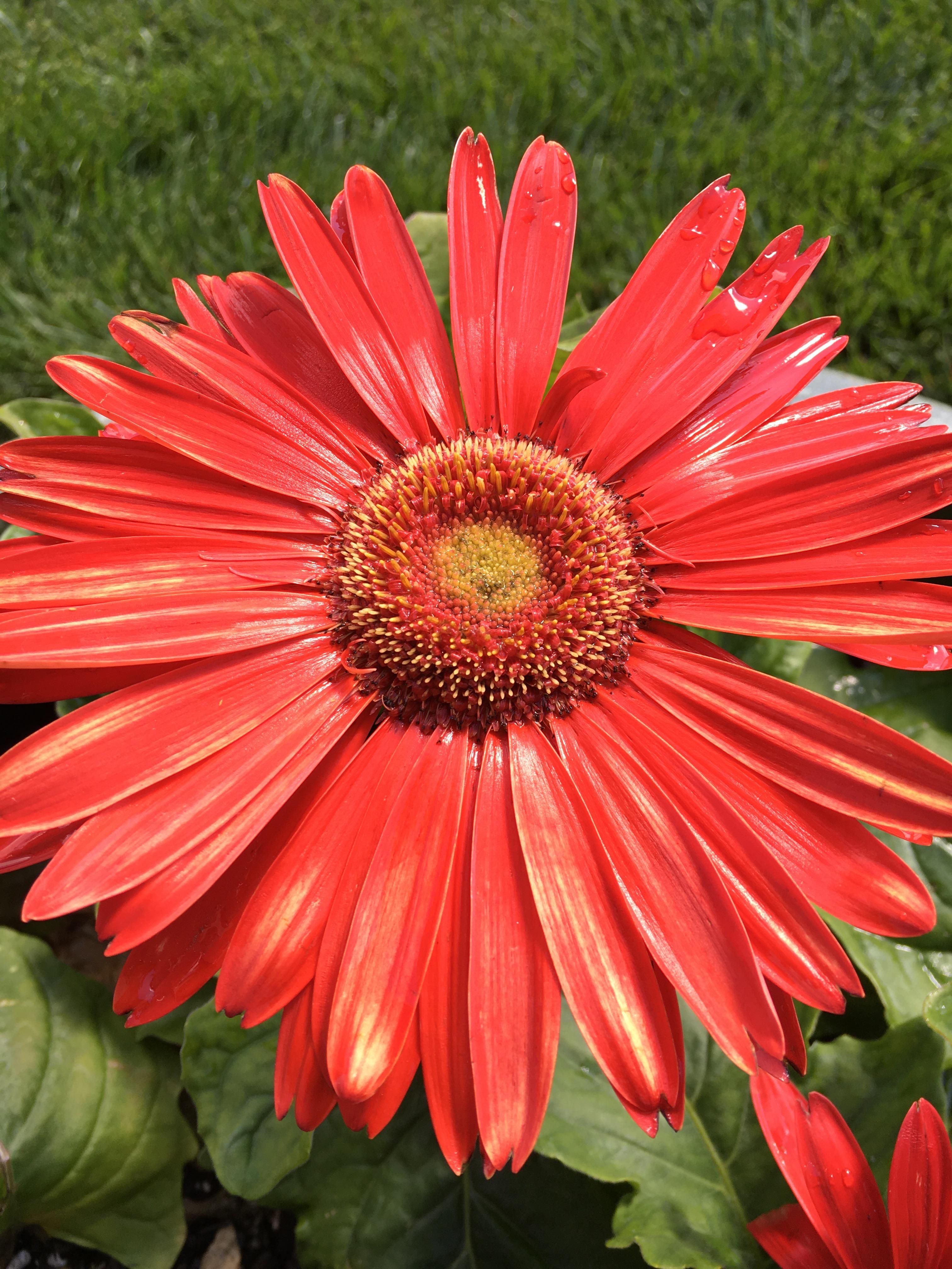 Look At This Beauty My Friends Grandma Grew Scrolller