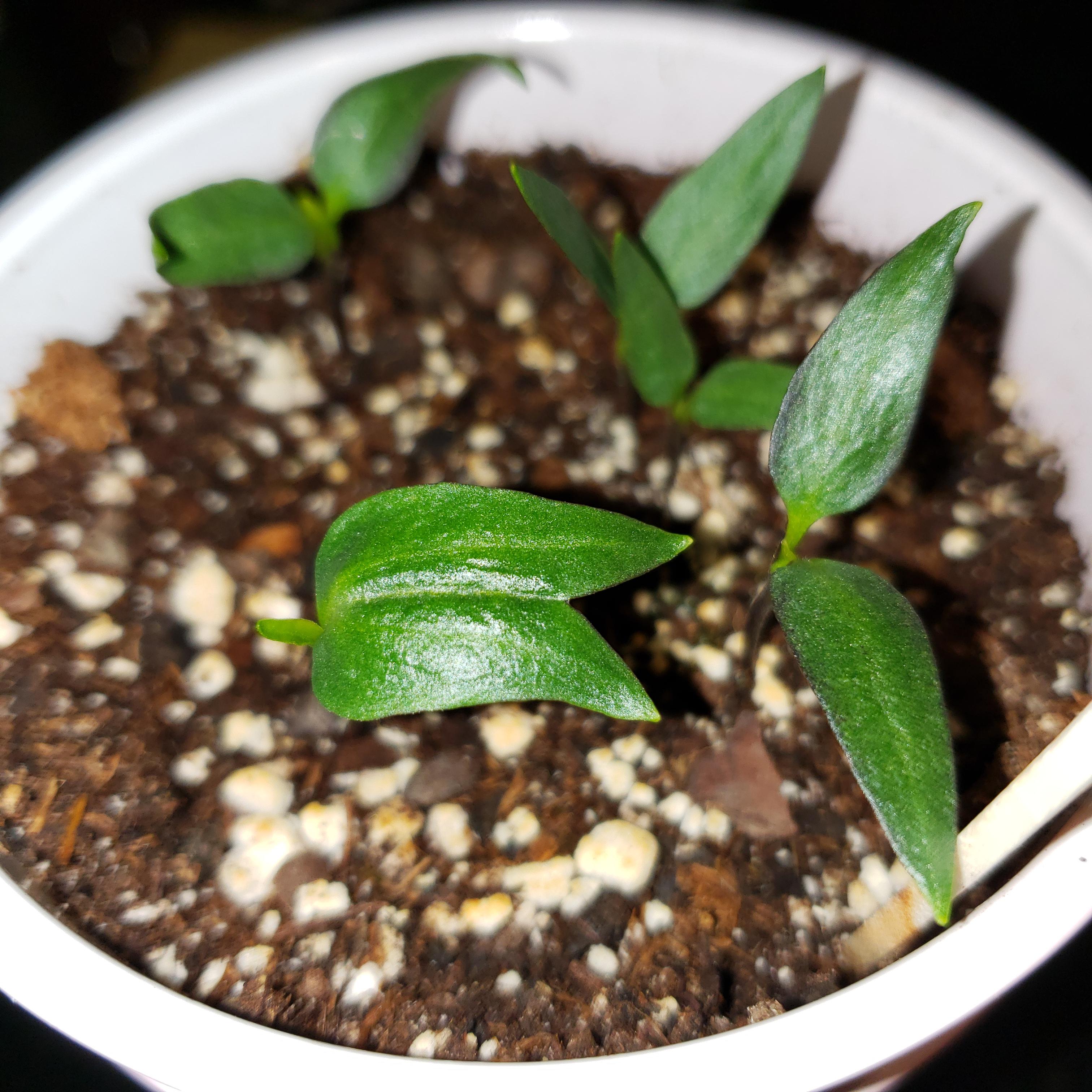 Look how cool this leaf came out! Sweet Bell Peppers | Scrolller