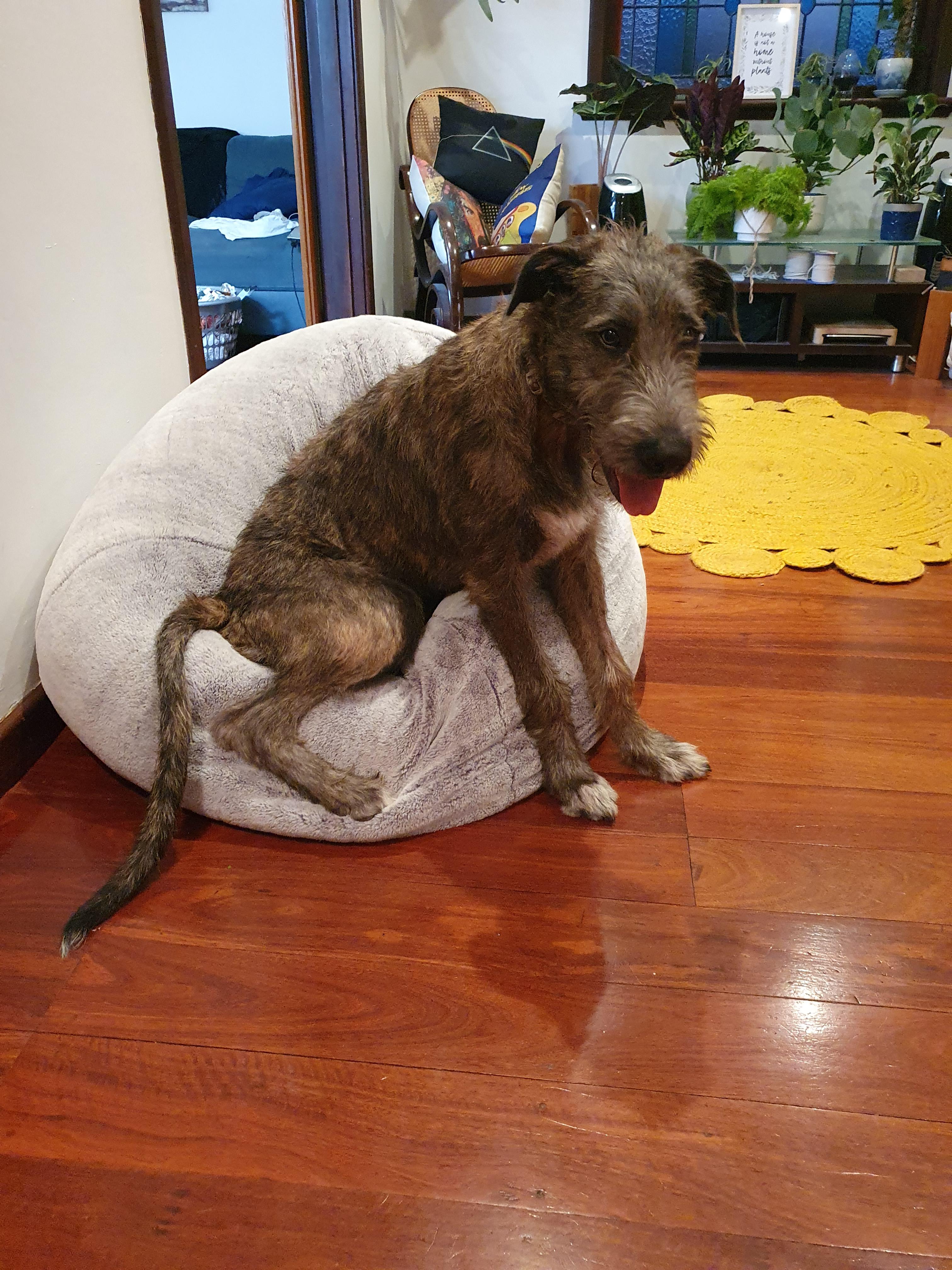 Look who just discovered bean bags! | Scrolller