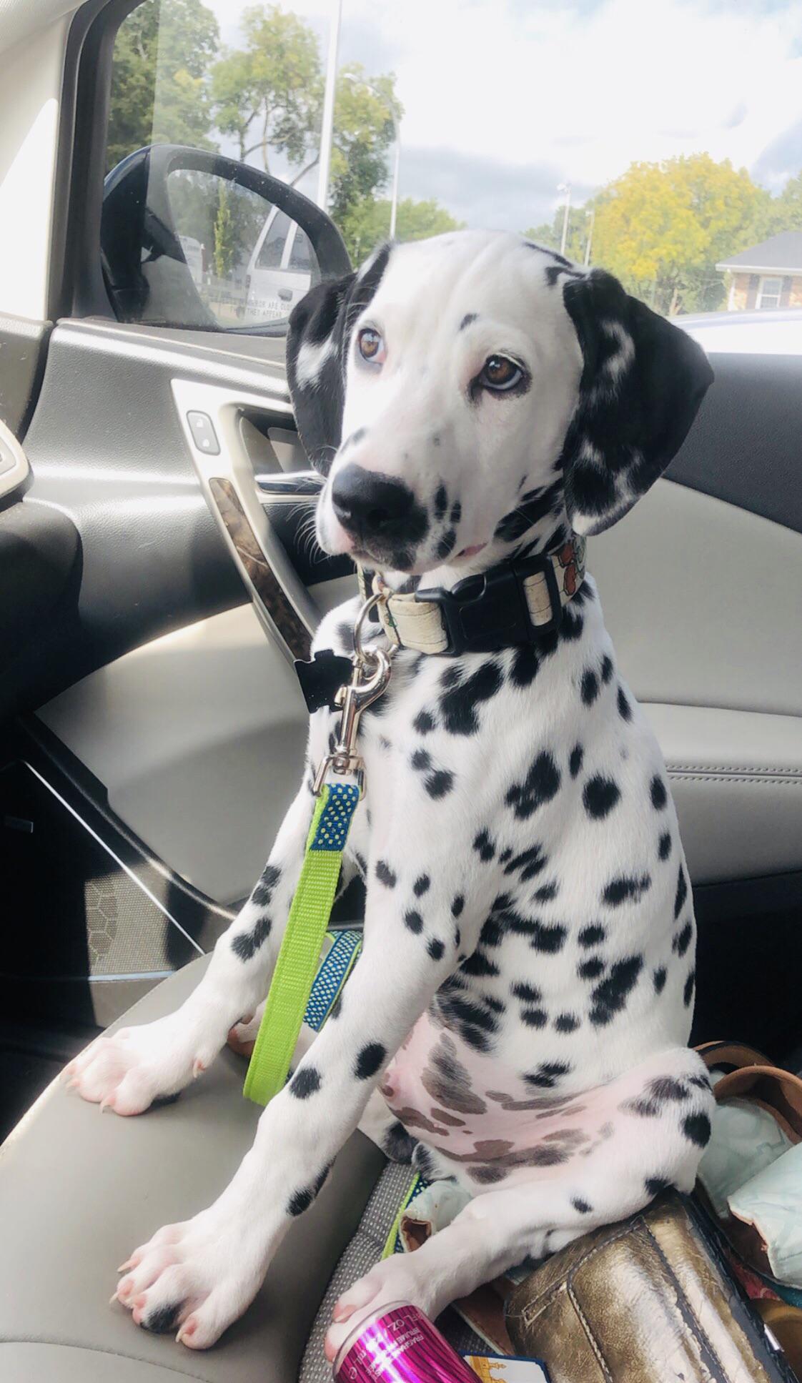 Looking dapper before his 12 week checkup | Scrolller