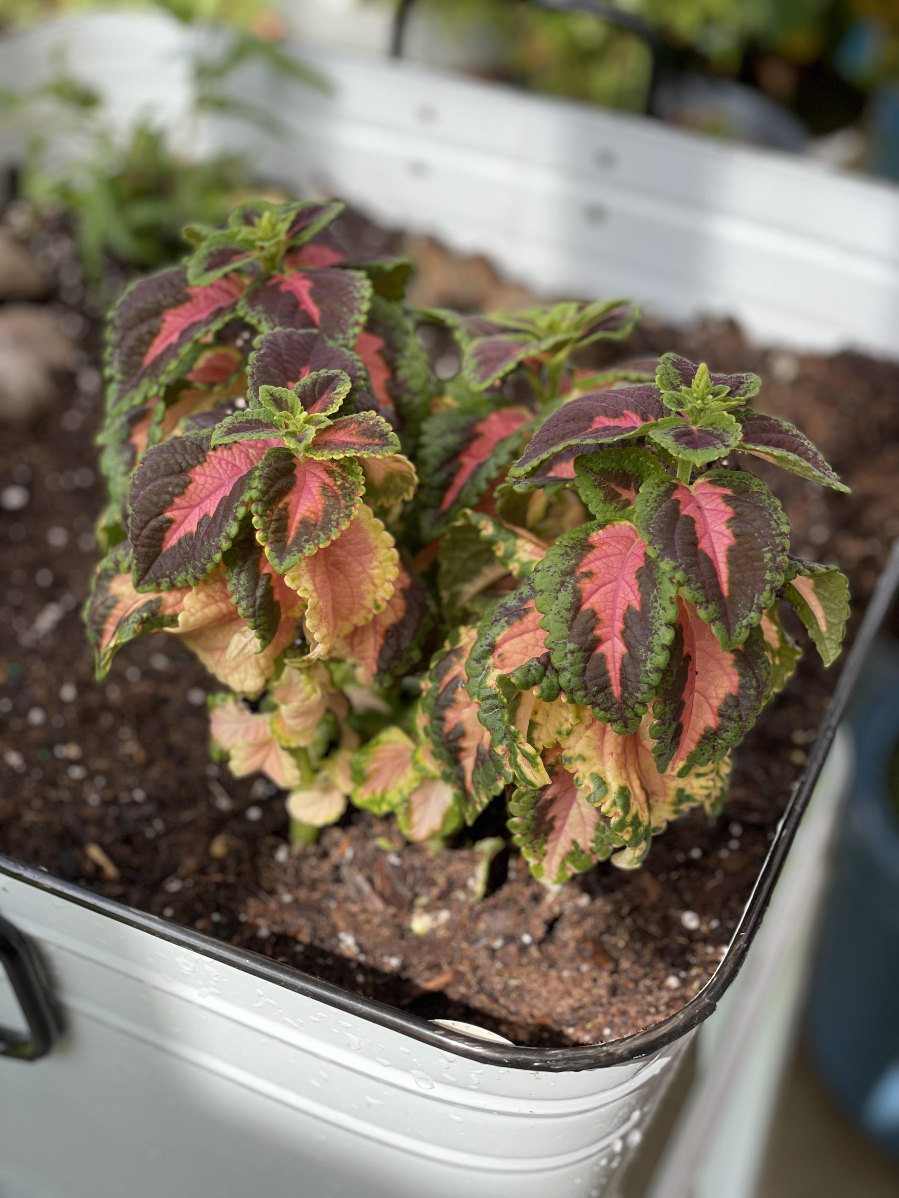 Looking for new plants. | Scrolller