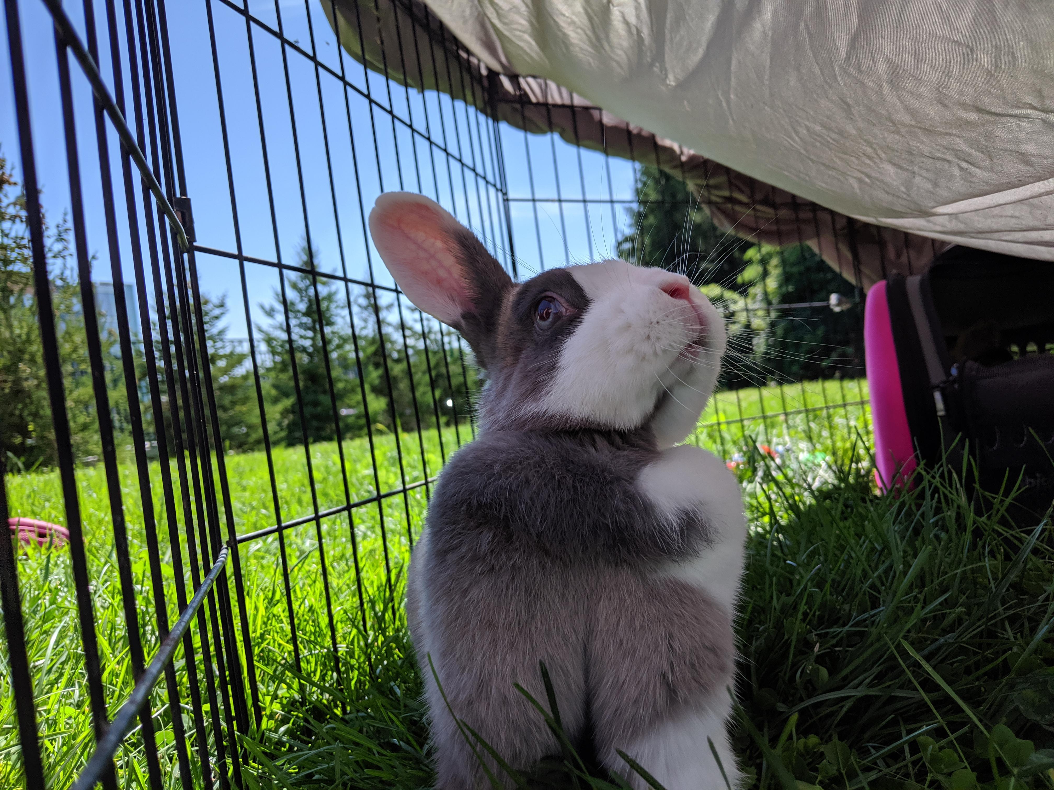 Looking regal with her dewlap | Scrolller