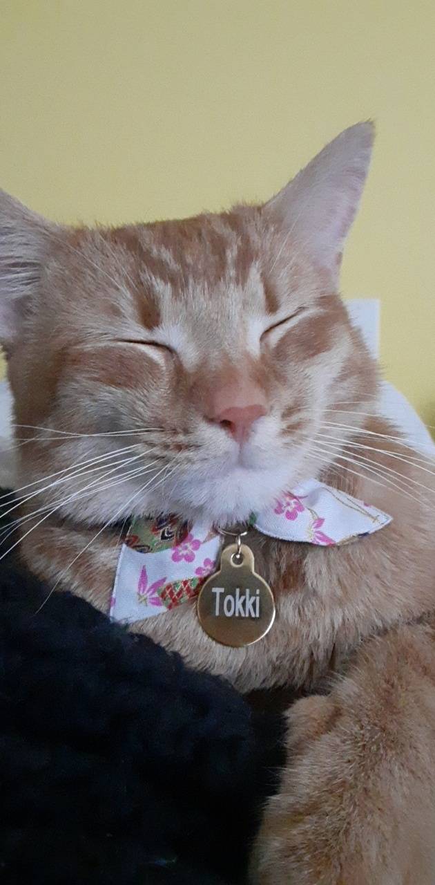 Looks so handsome in the new collar | Scrolller