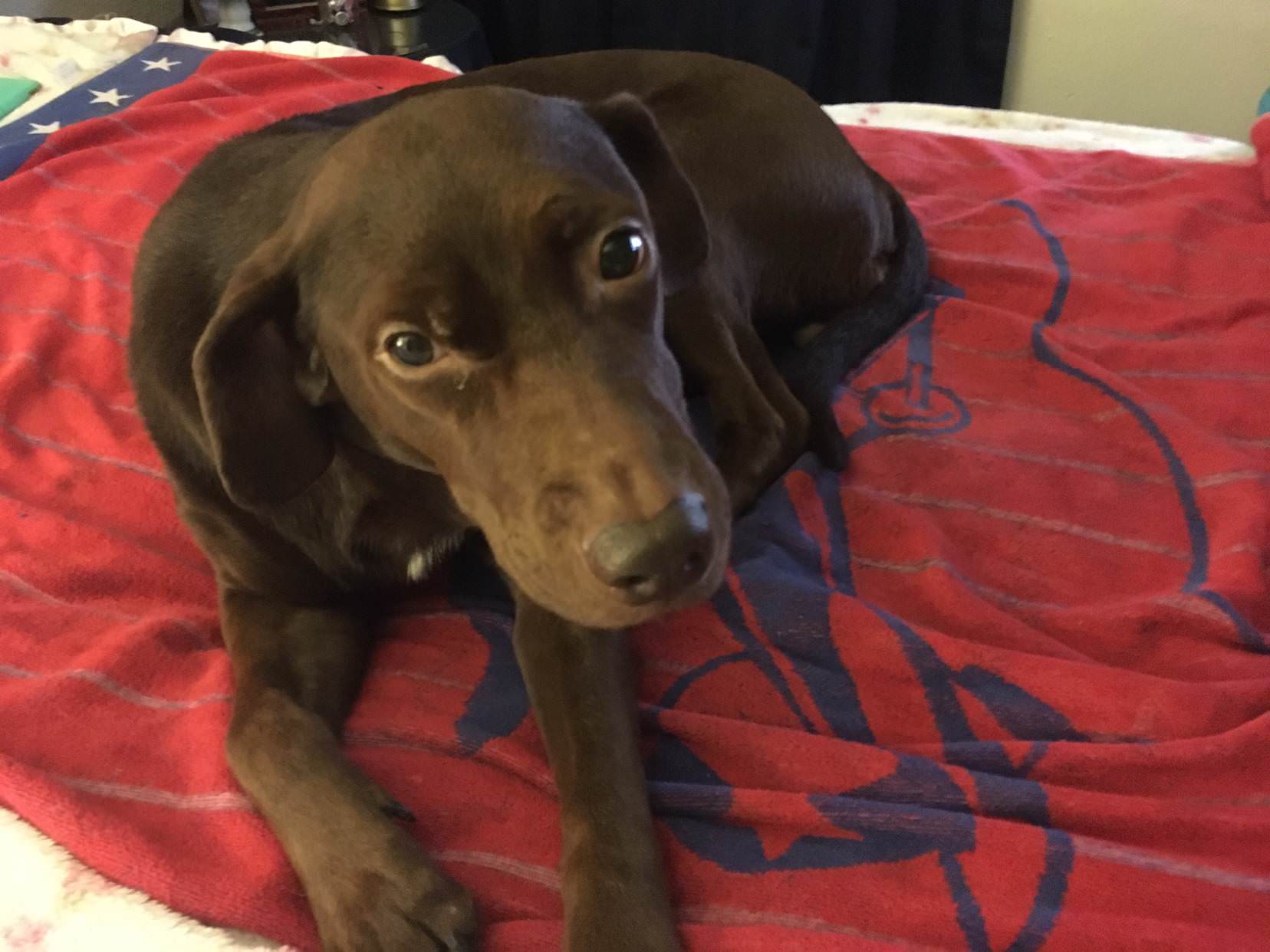 Lost dog. Kings Crossings. Chocolate lab mix. No chip or collar. 3 year old. | Scrolller