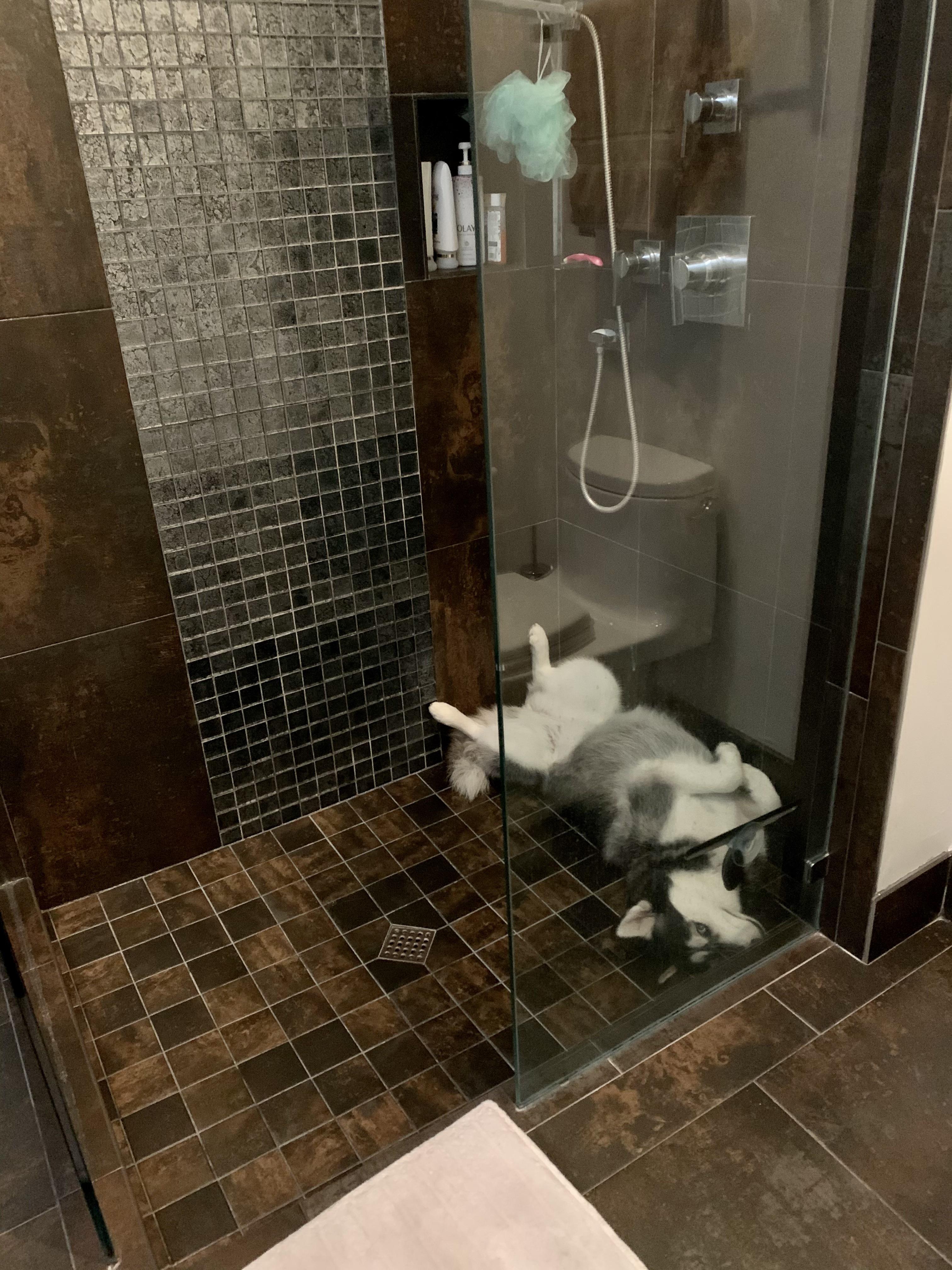 lost husky - i’ve been searching the house forever... | Scrolller