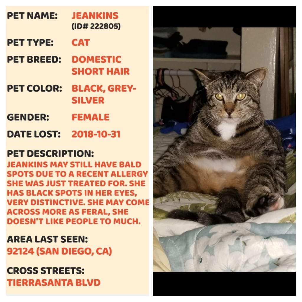 Lost Tabby Cat | Scrolller