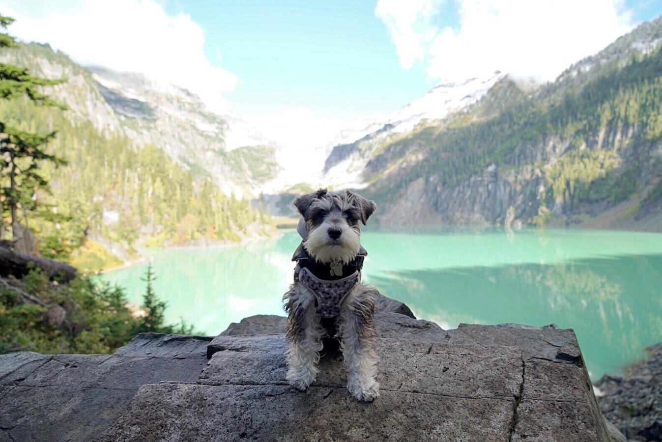 Louie’s first hike! | Scrolller