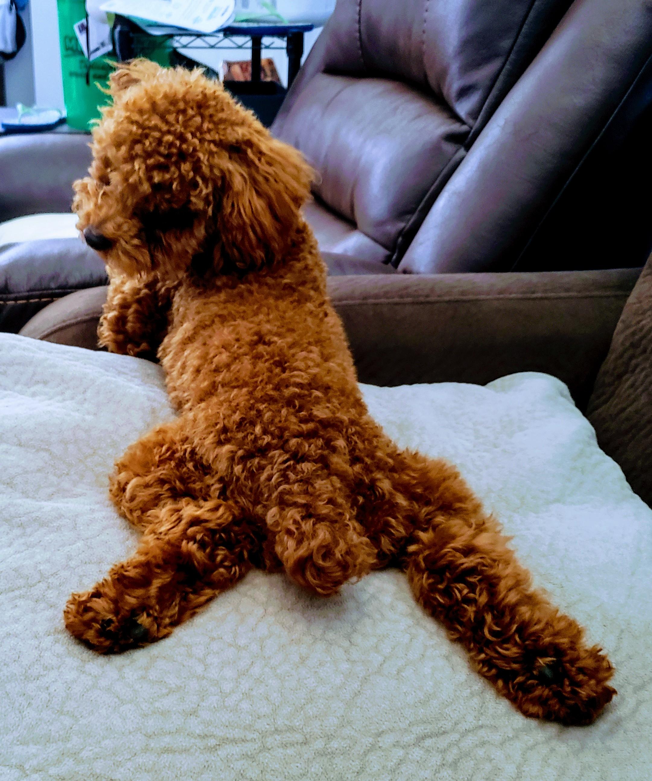 Lounging lil boy | Scrolller