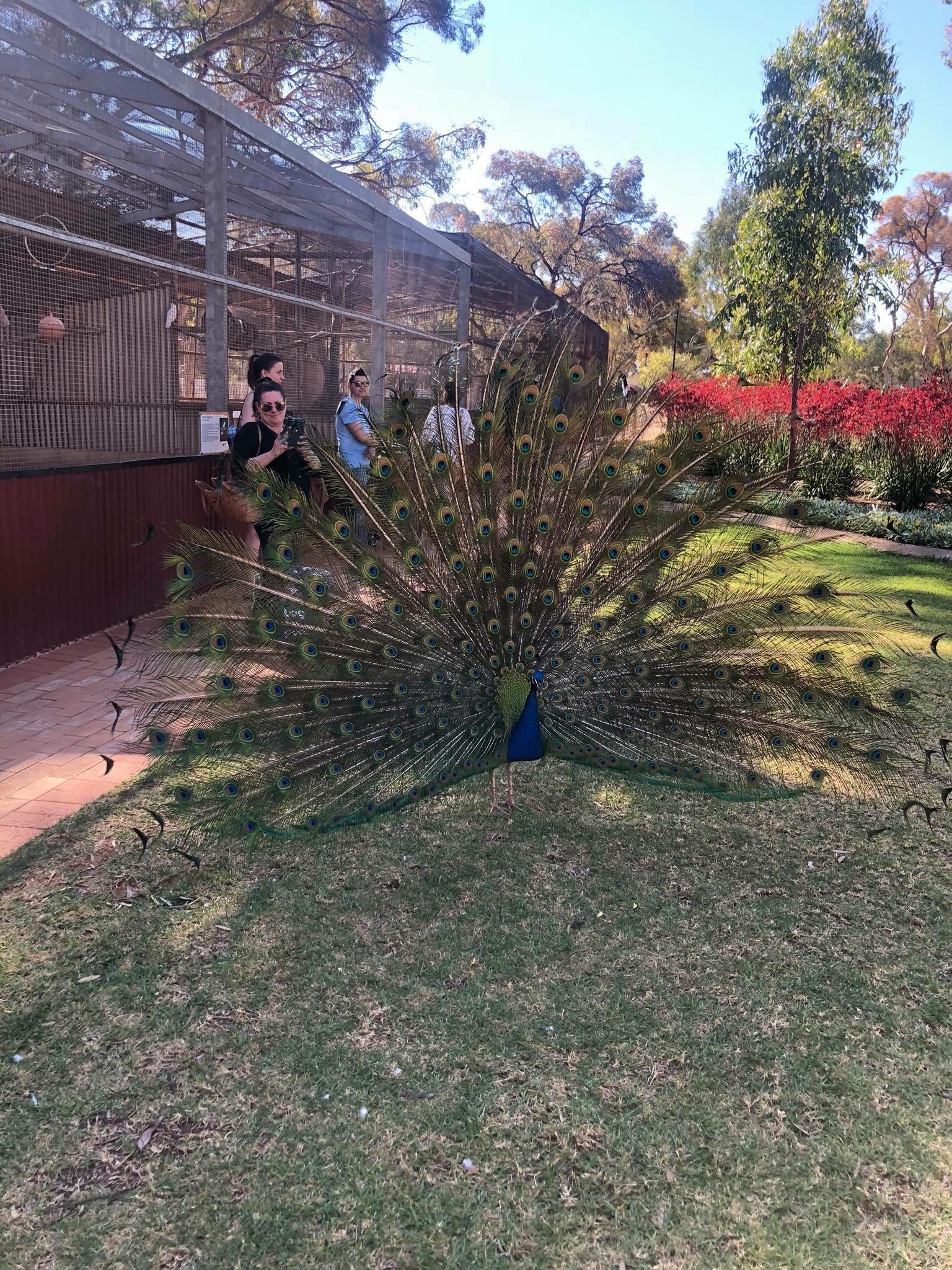 Love the peacock at Hammond Park!! | Scrolller