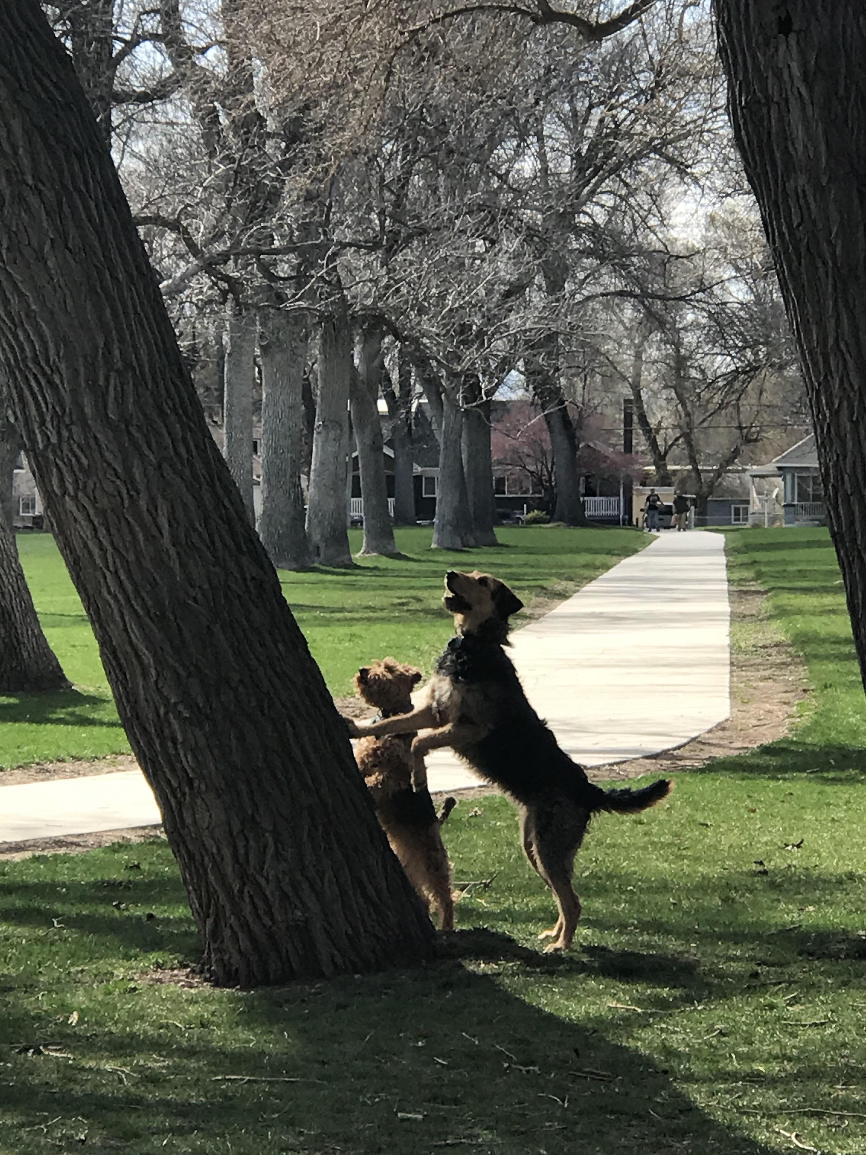 Love treeing 🐿 at the park now that it’s spring! | Scrolller