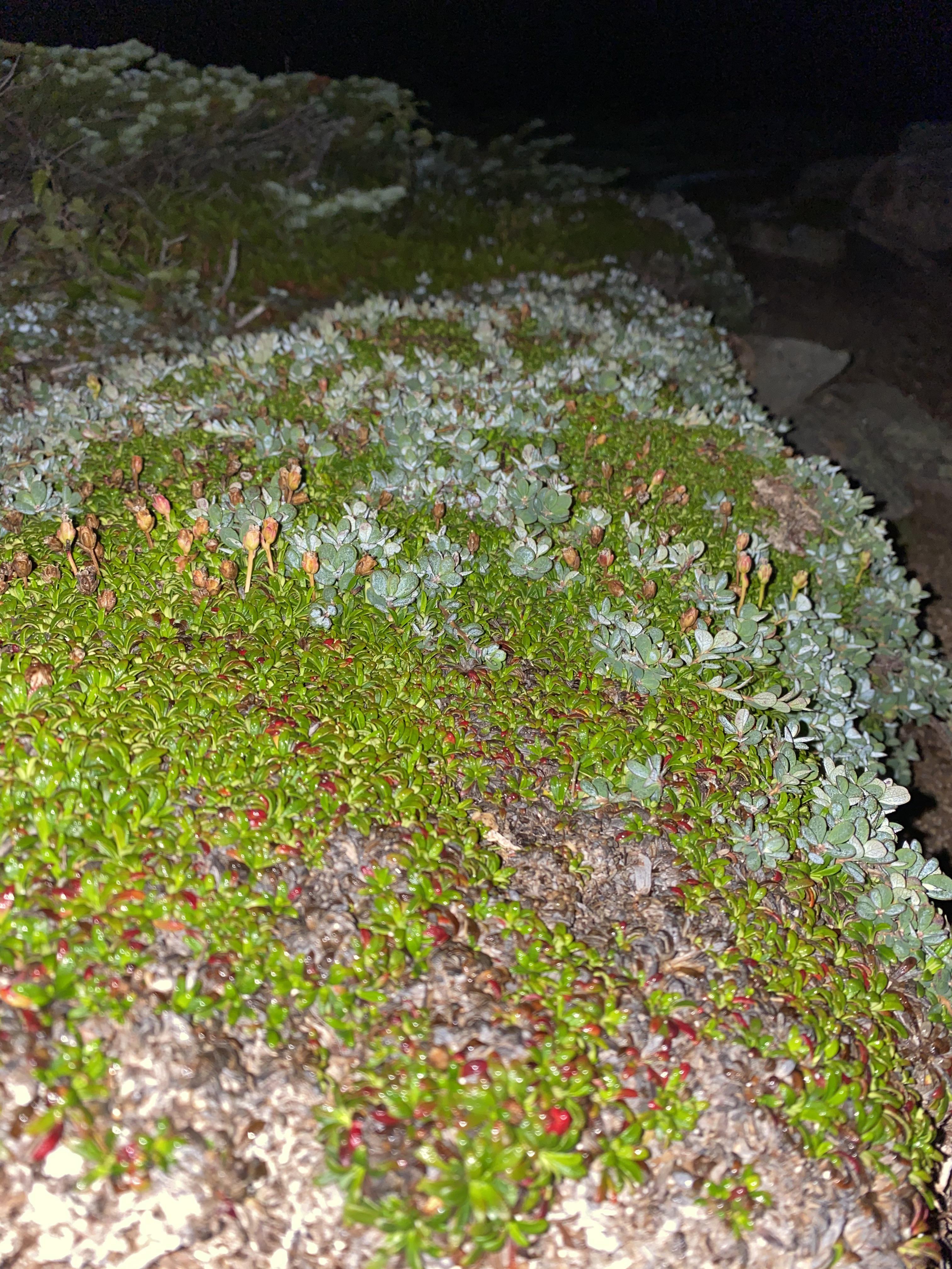Lovely alpine plants | Scrolller
