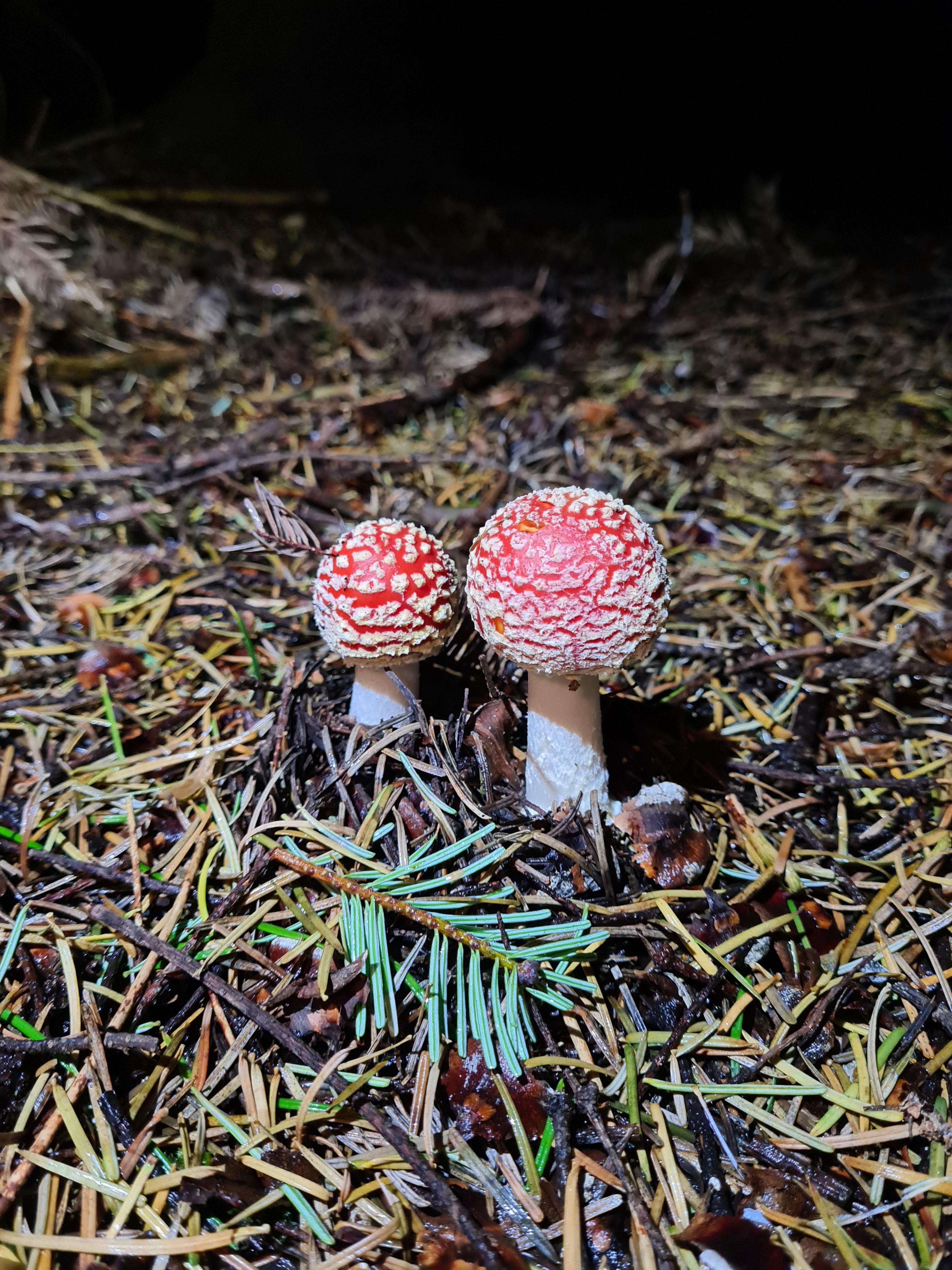 Lovely couple | Scrolller