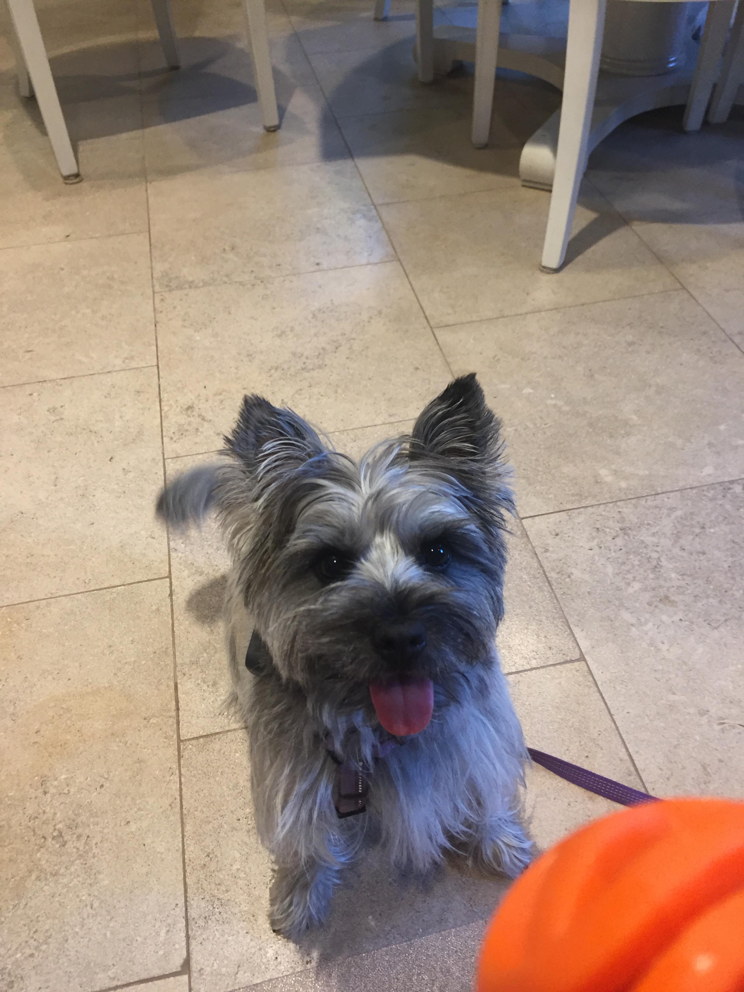 LOVES this ball! | Scrolller