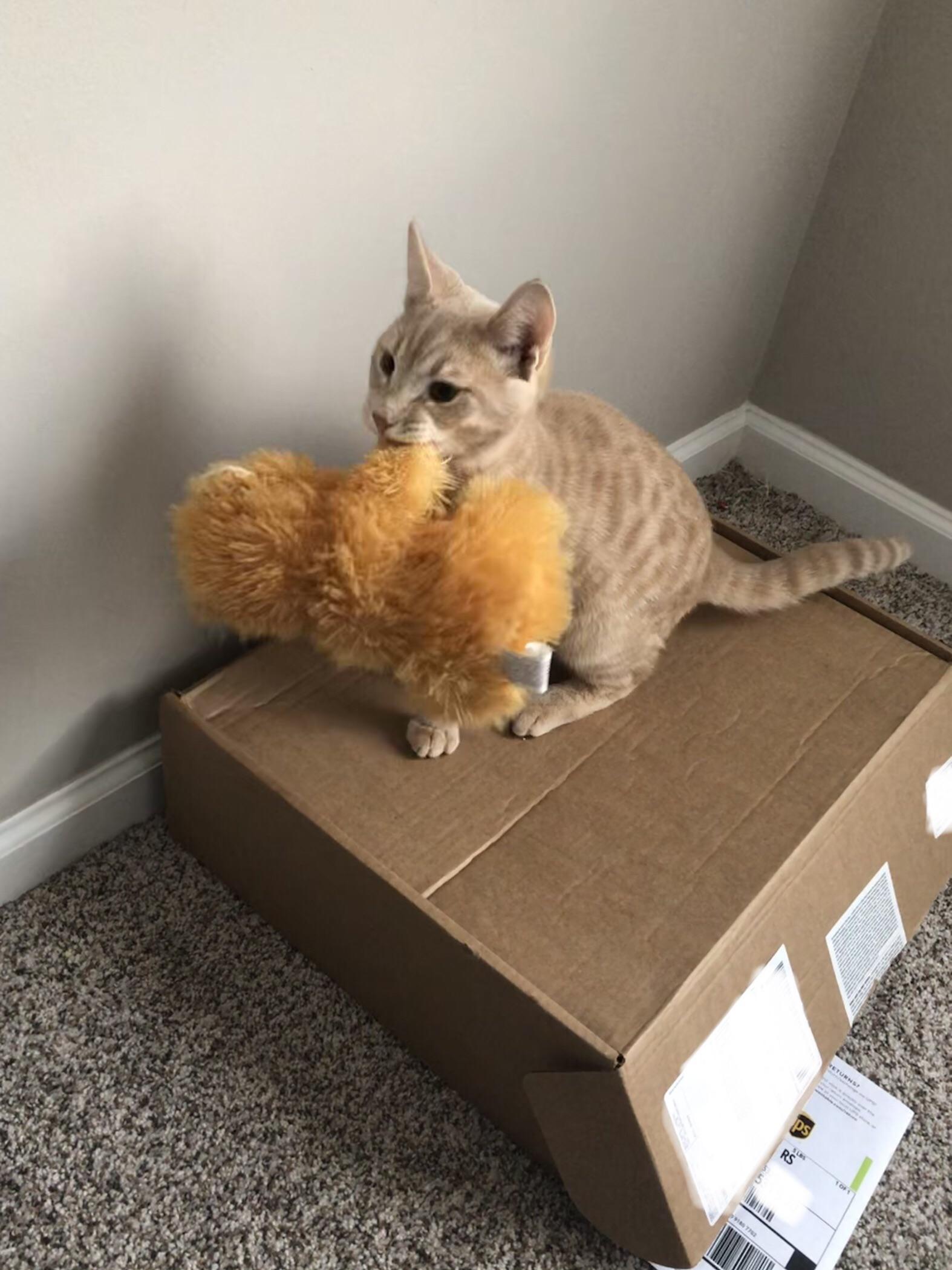 loves to carry his teddy bear around with him | Scrolller