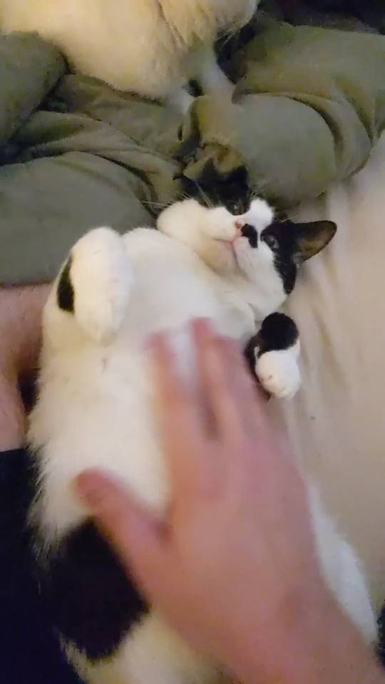 Loving the belly rubs | Scrolller