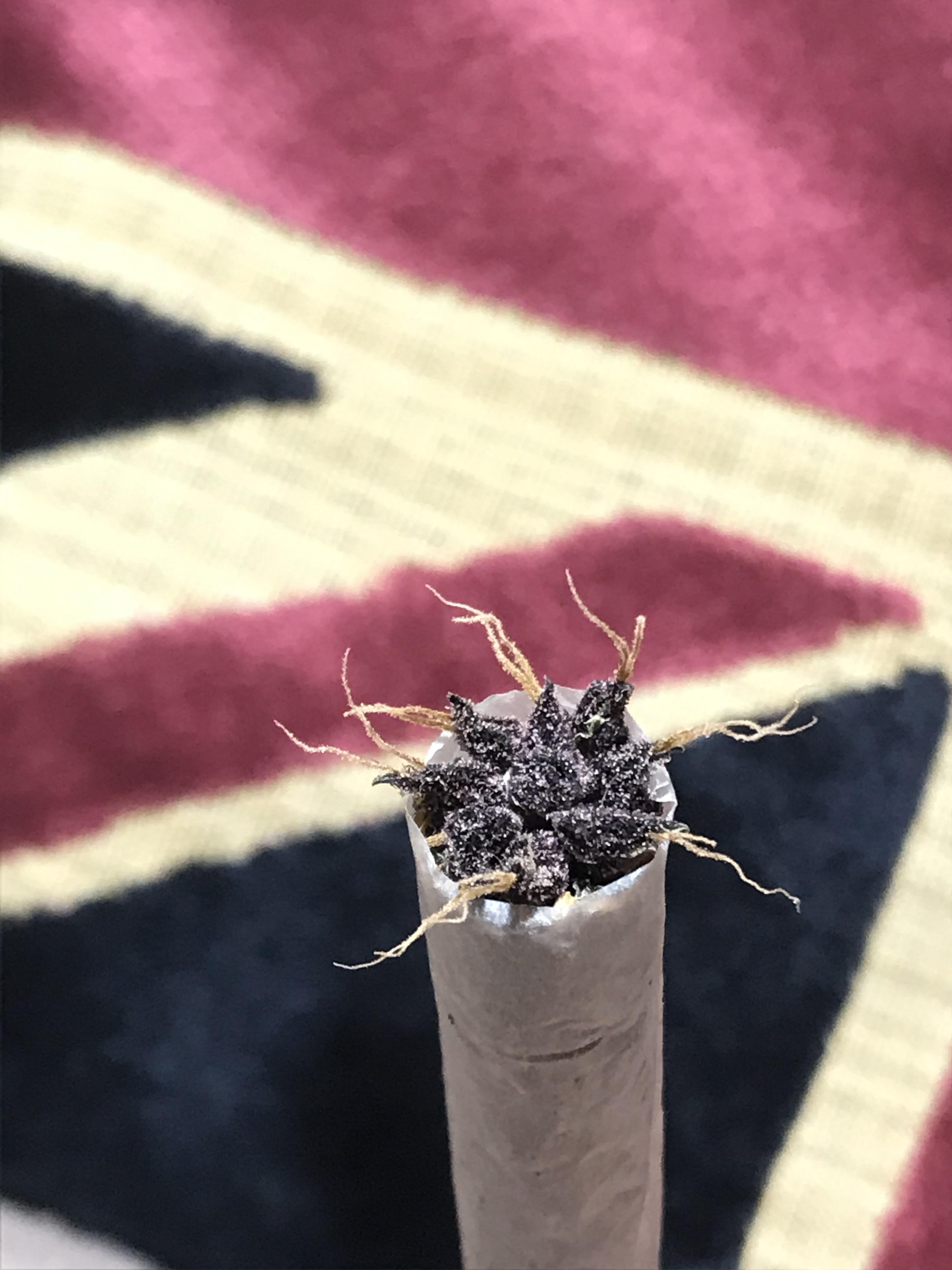 LSD-25 strain - She’s a stunner | Scrolller