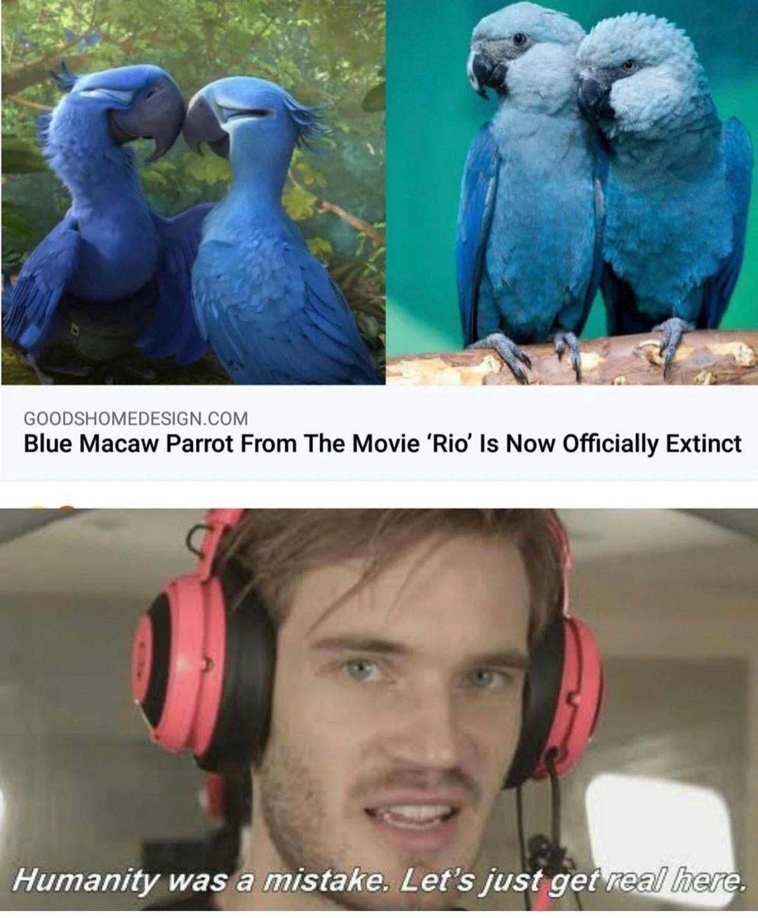 Noo parrots :( | Scrolller