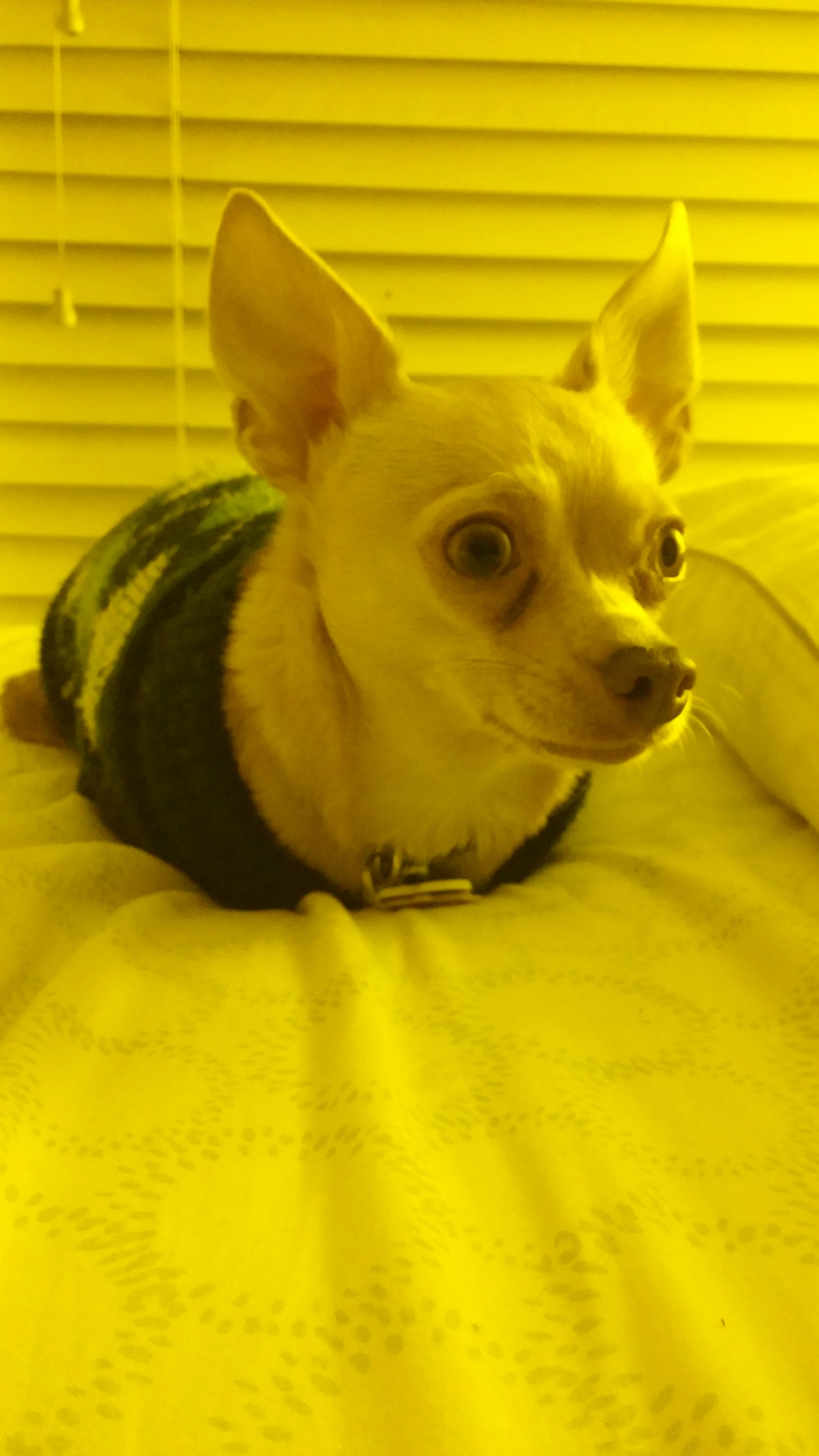 Luca Loaf | Scrolller