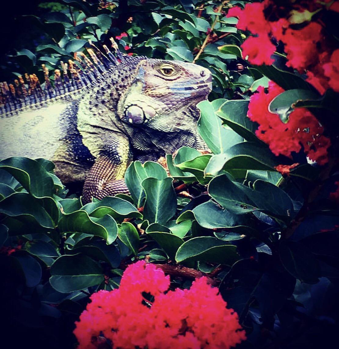 Lucy catching some rays in her favorite tree | Scrolller