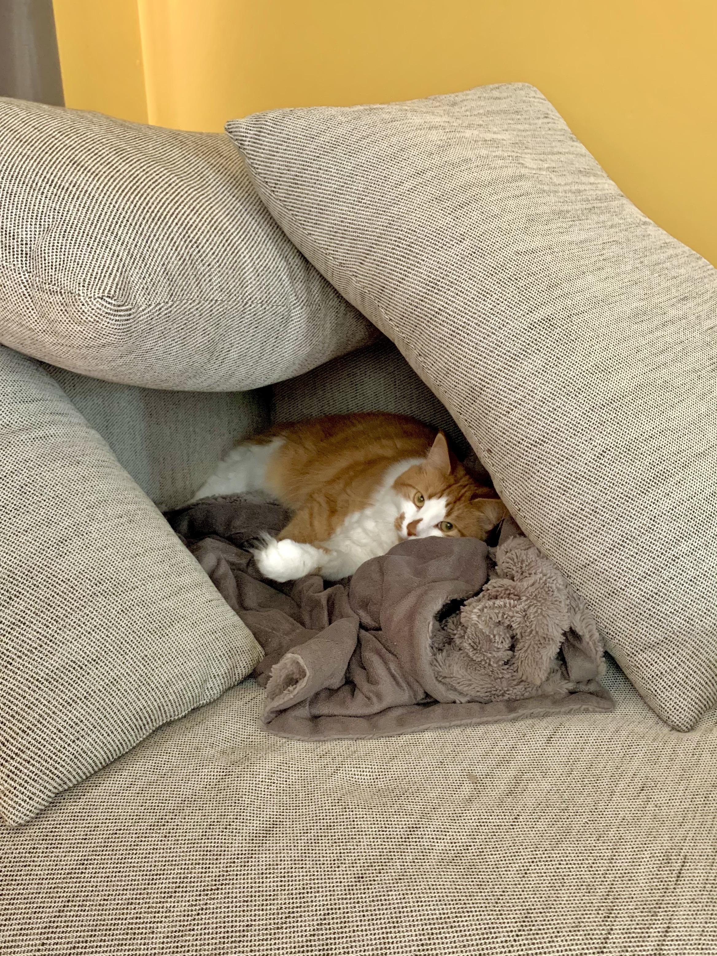Lucy enjoying her pillow fort | Scrolller