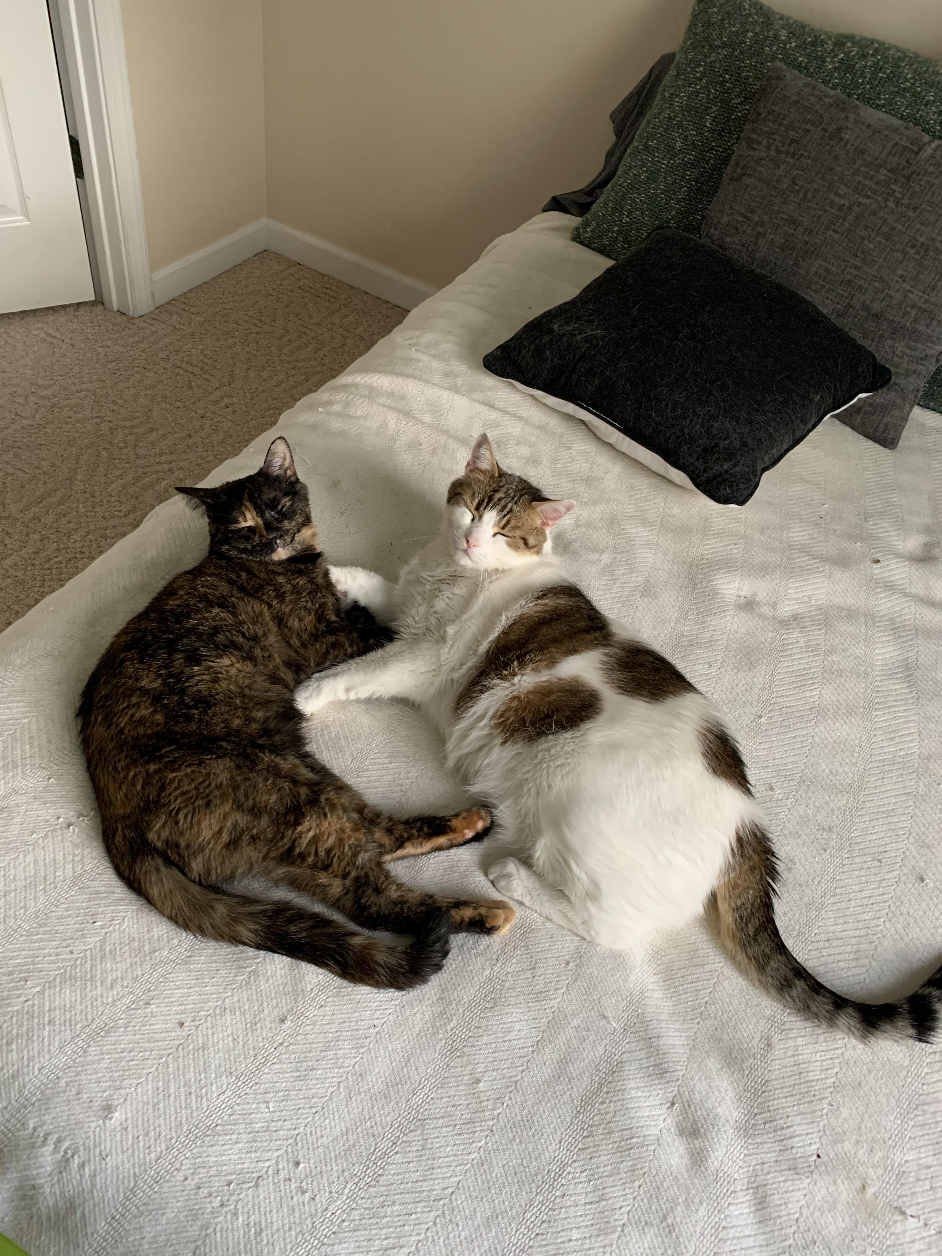 Luna and Archer being cuddly. | Scrolller