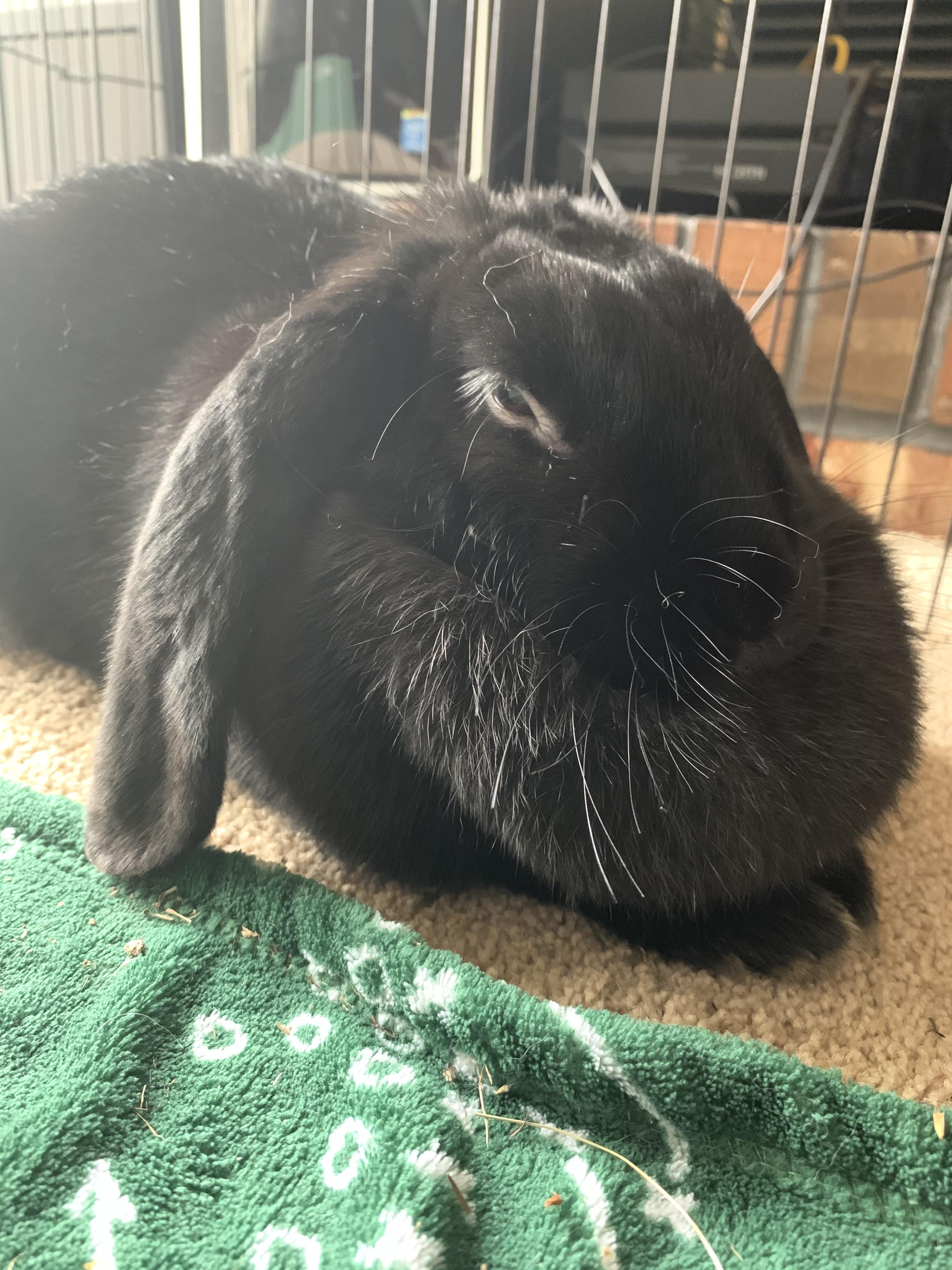 Luna bun napping | Scrolller