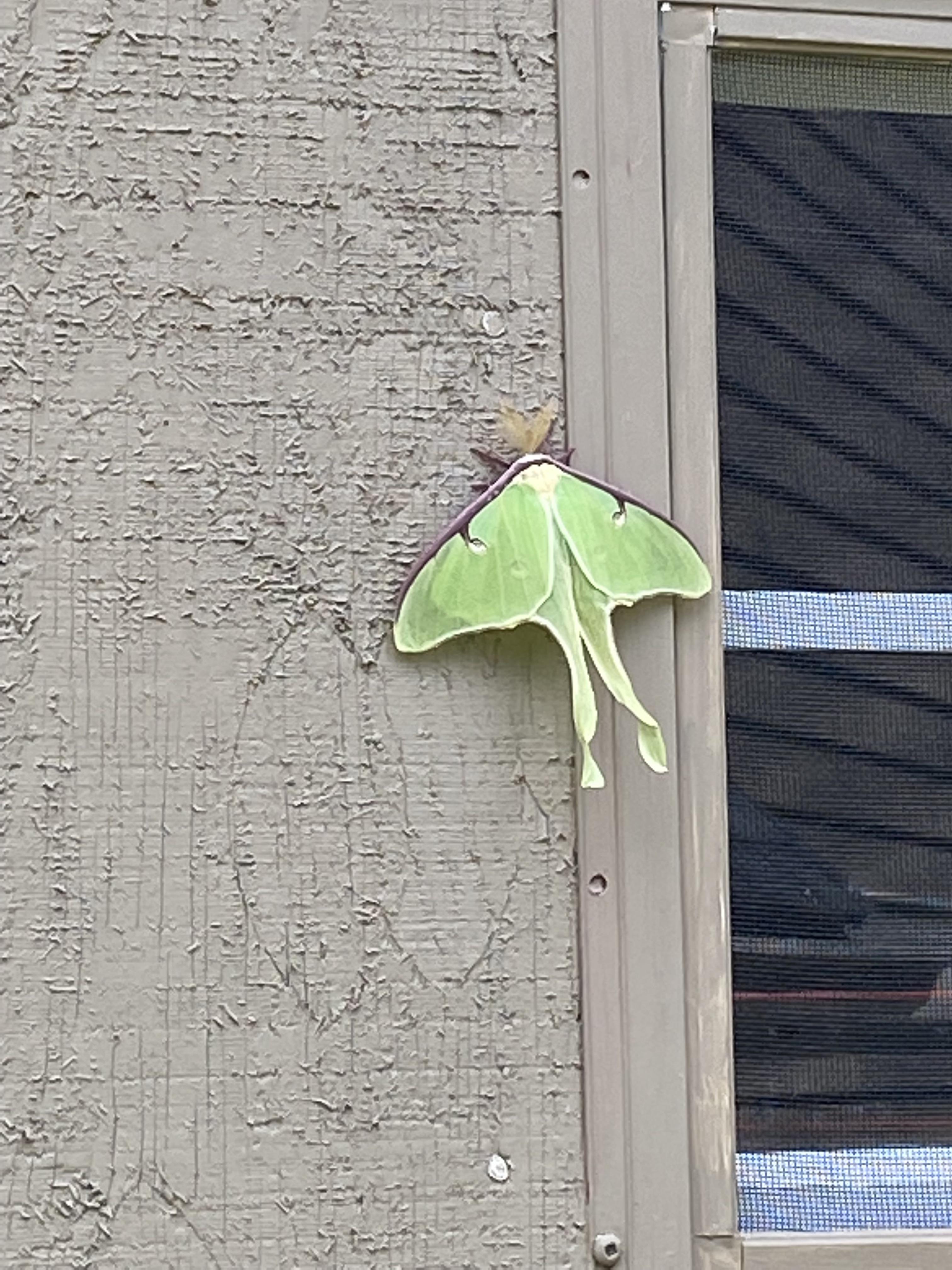 Luna Moth chillin on the garden shed. | Scrolller