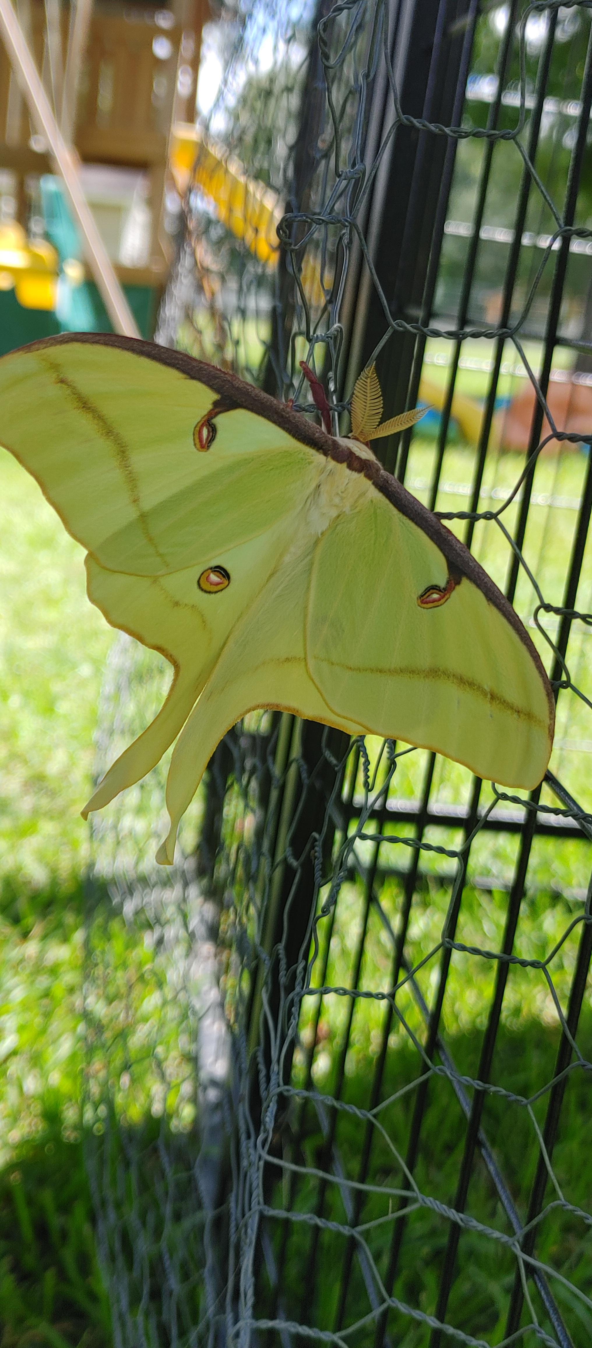 Luna moth with lgv60 | Scrolller