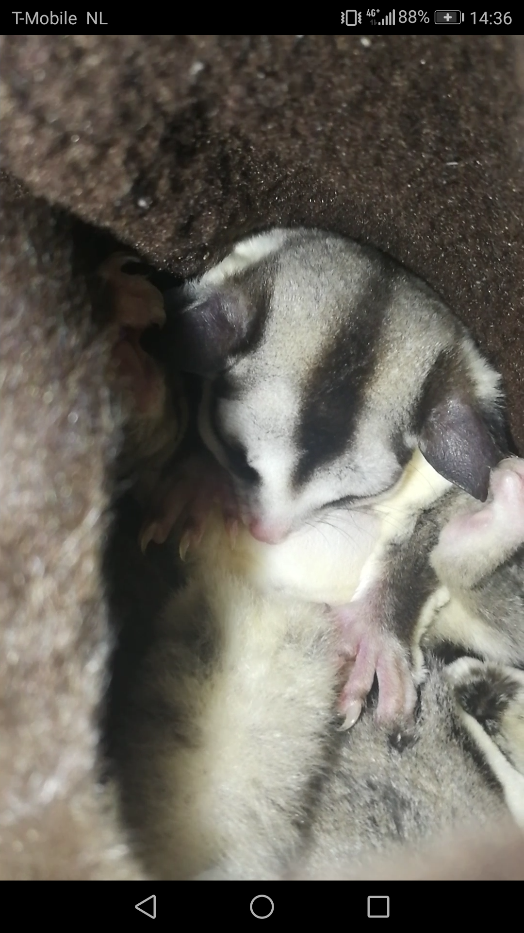 Luna sleeping with her head on her first joey(still in pouch) | Scrolller