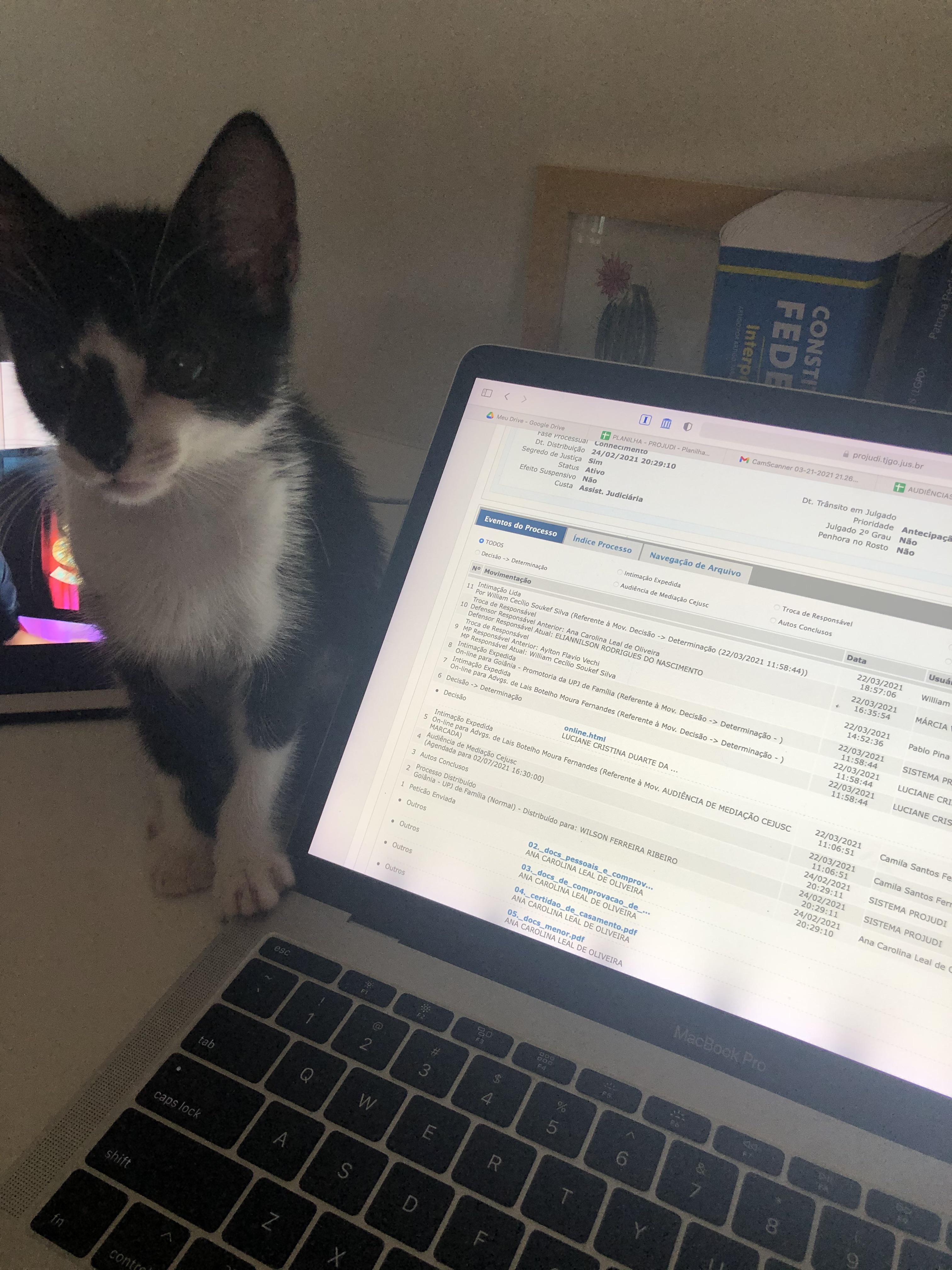 “Ma’am, I’m in dire need of pets” | Scrolller