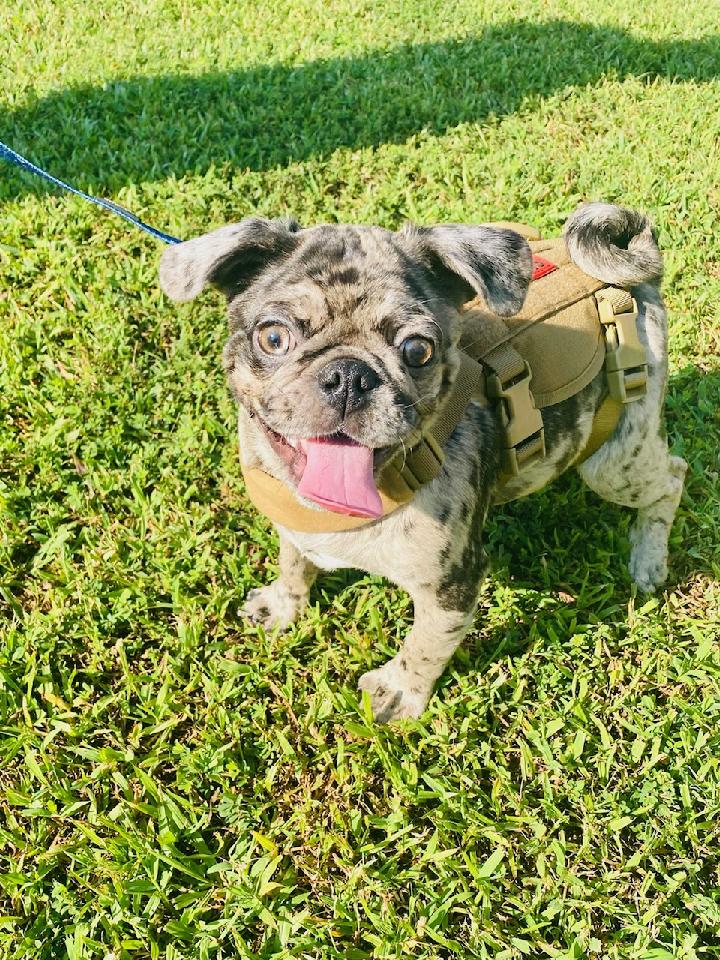 Macho the Tactical Pug. | Scrolller