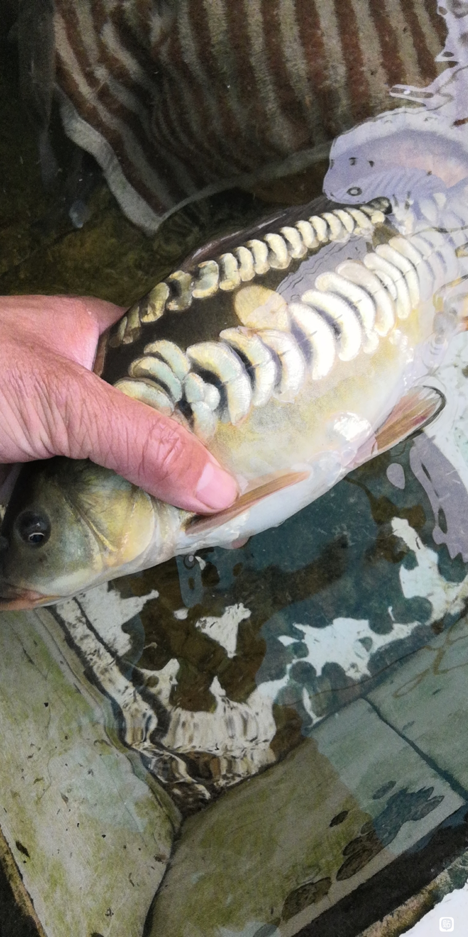 mad fish | Scrolller