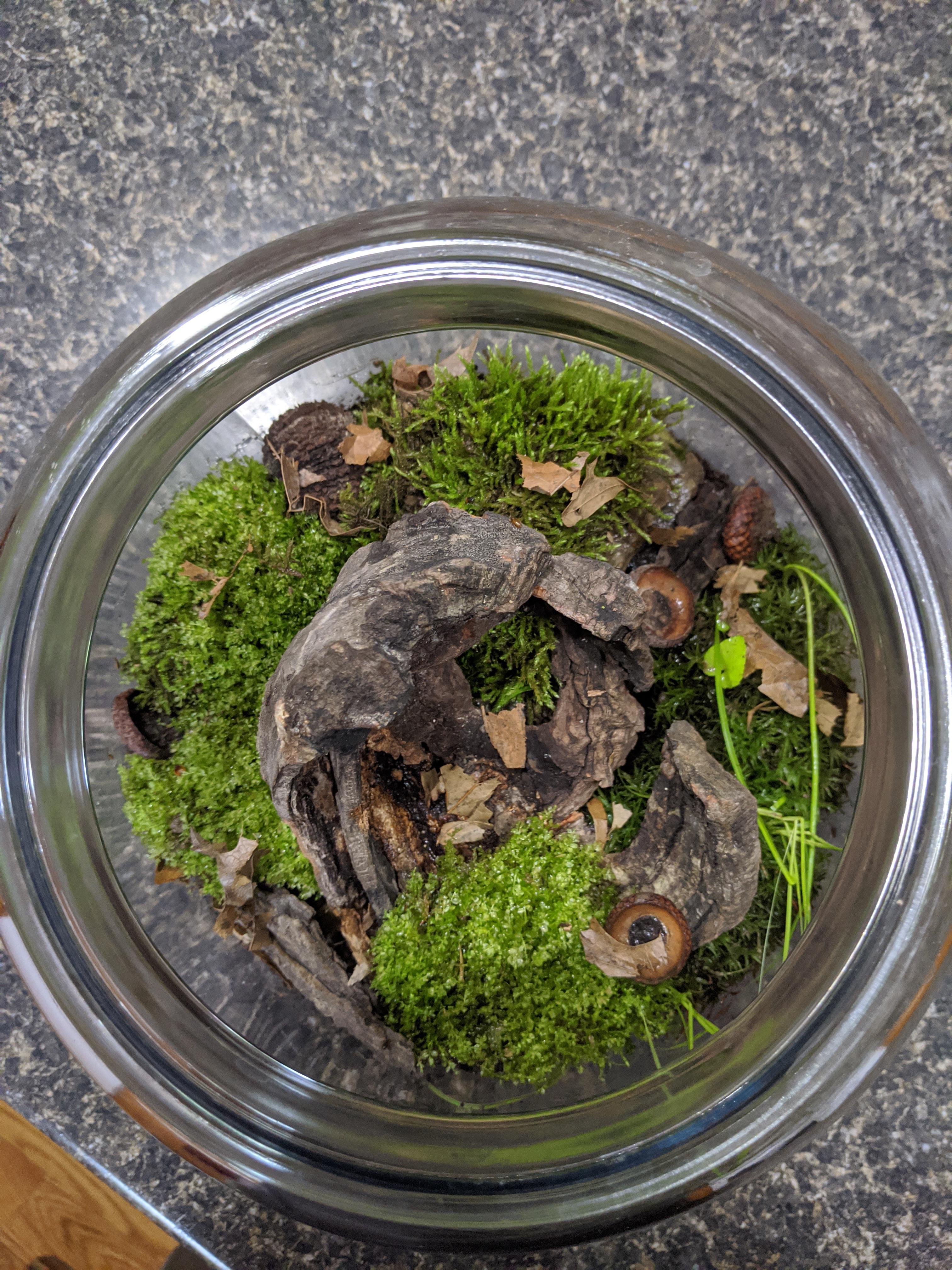 Made my first all moss terrarium! It is in a 2.5 gallon container | Scrolller
