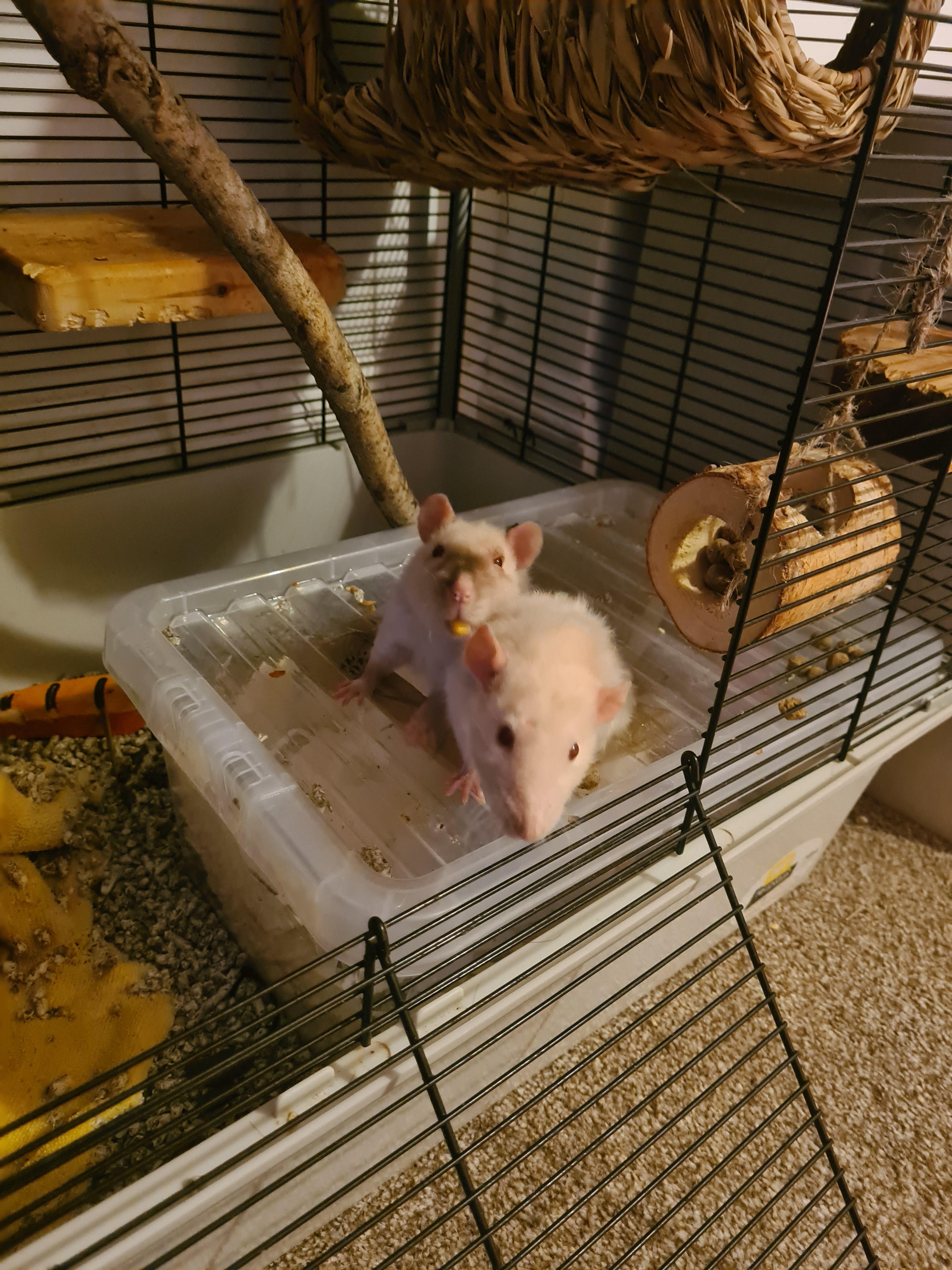Made the boys a foraging dig box and they are having a grand old time! | Scrolller