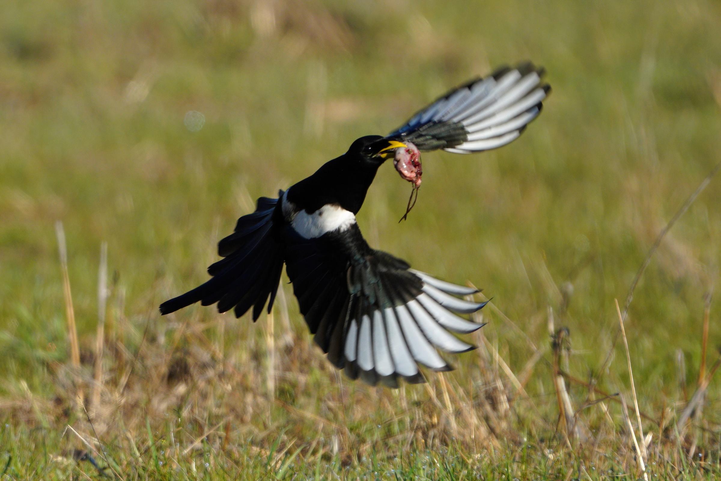 Magpie flying off with an organ it ripped out | Scrolller