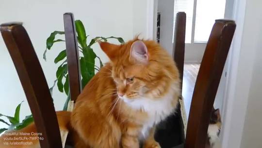 Maine Coon that loves balloon | Scrolller