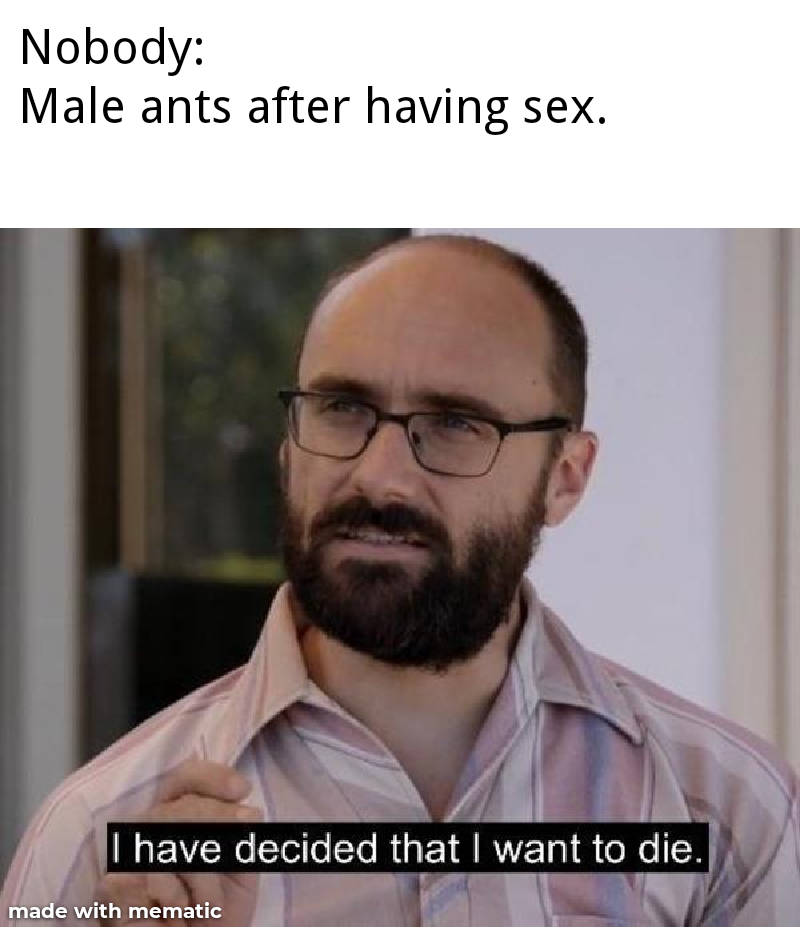 Making ant memes. | Scrolller