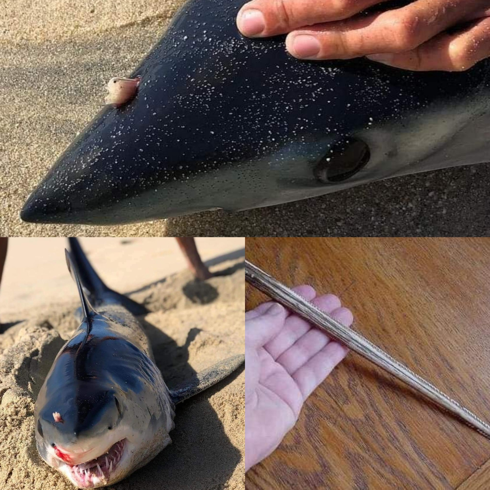 Mako shark killed by a stingray in Victoria, Australia | Scrolller