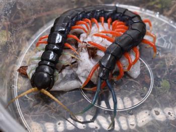 Malaysian jewel centipede (Scolopendra subspinipes) | Scrolller