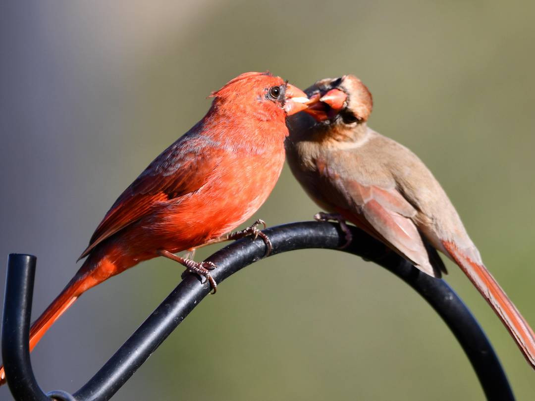 Male Cardinal feeding his mate 😊 | Scrolller
