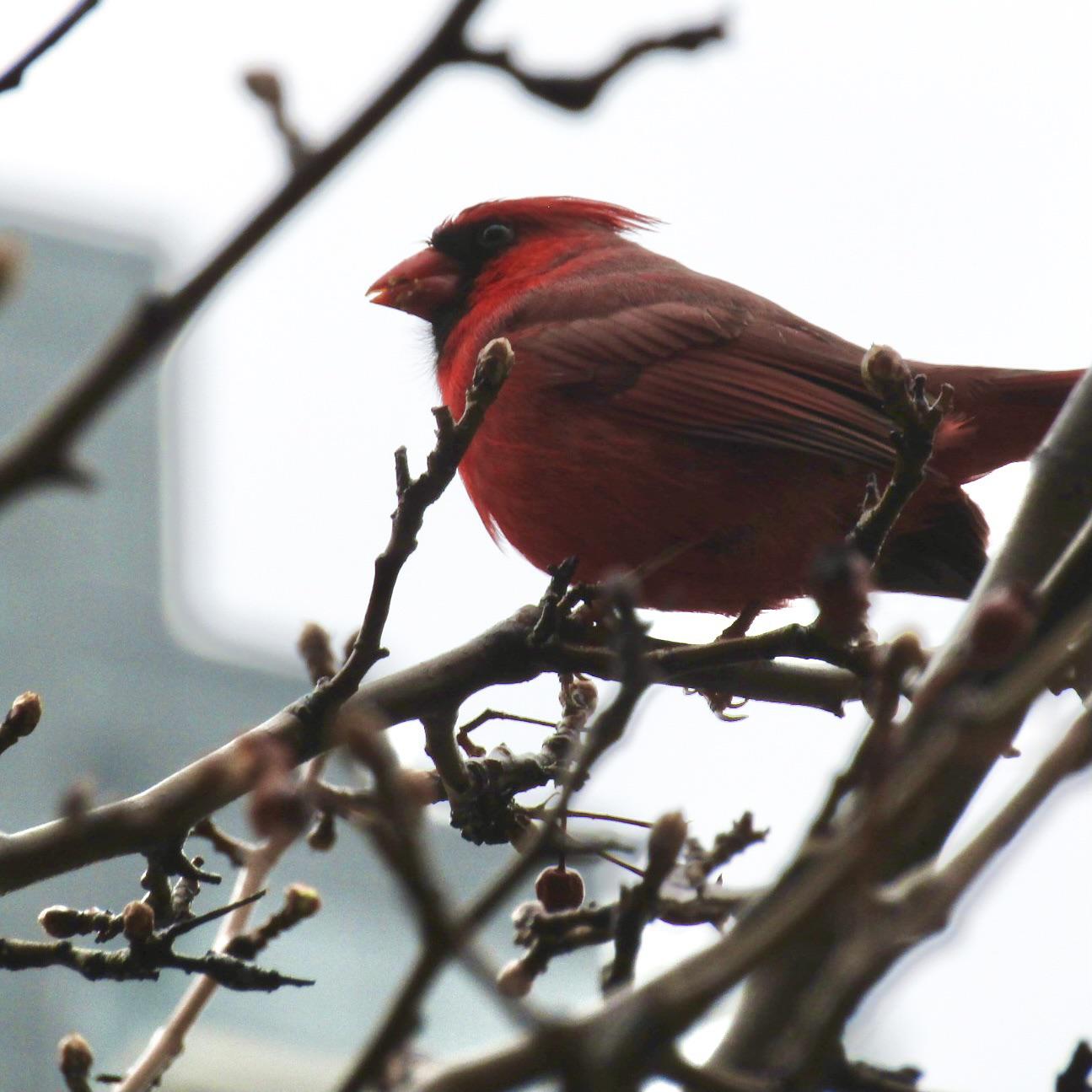 male cardinal munchin’ on buds | Scrolller