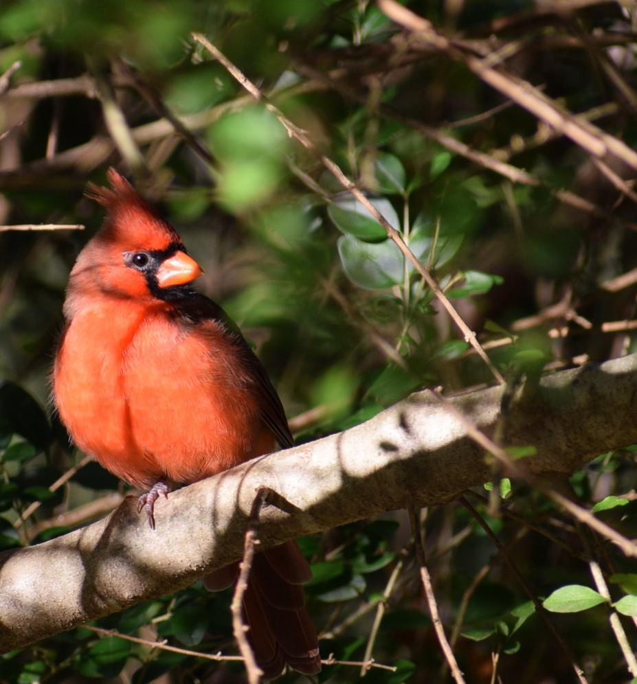 Male Northern Cardinal. | Scrolller