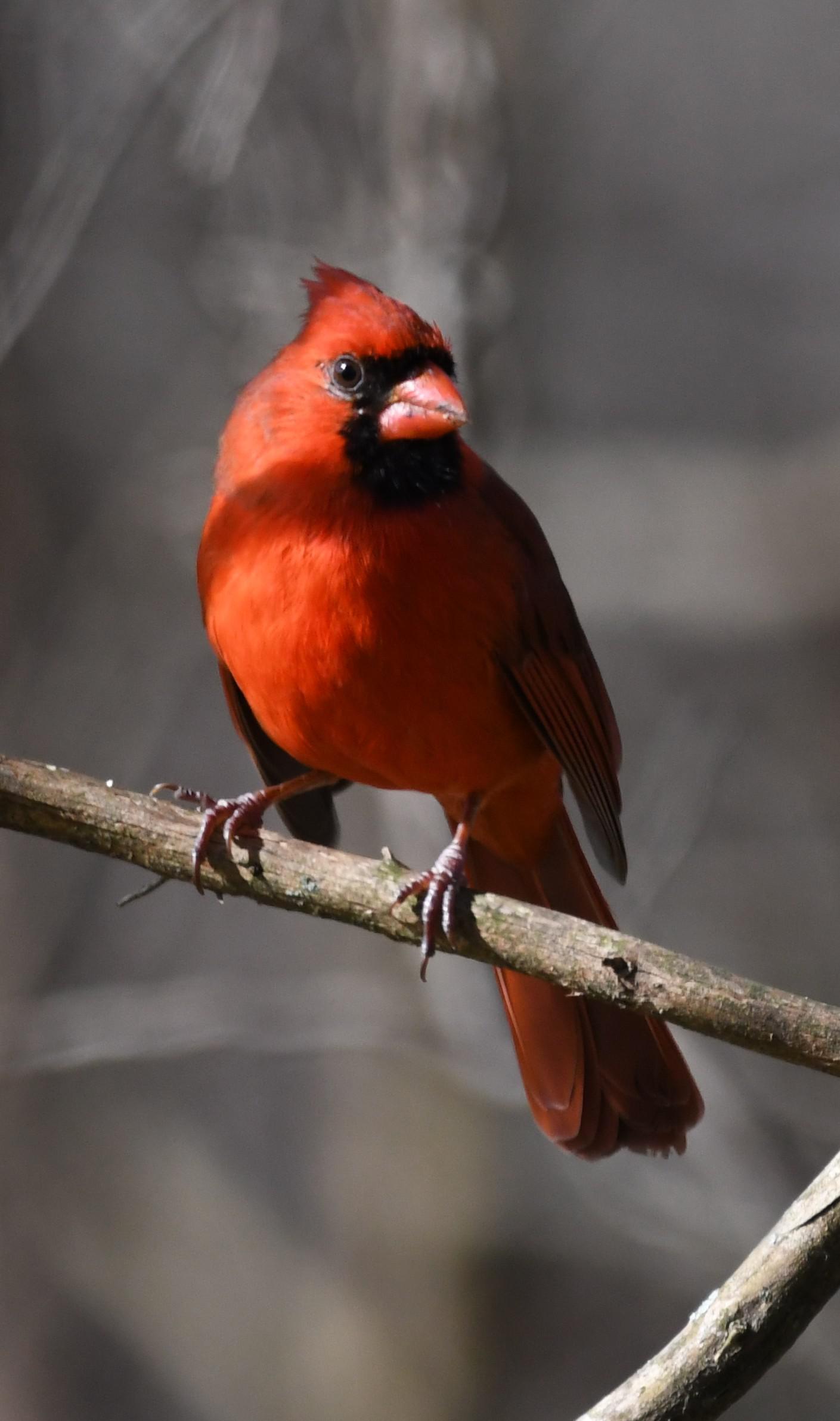 Male Northern Cardinal | Scrolller