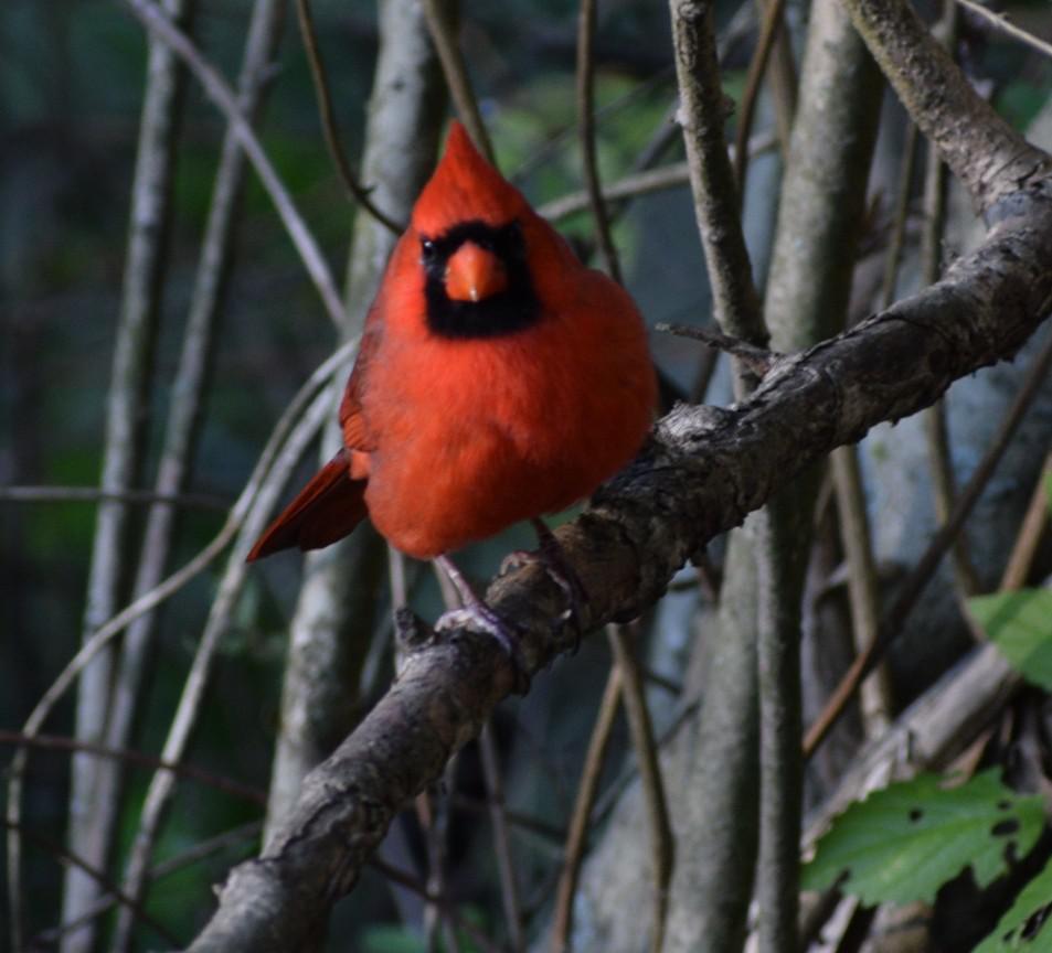Male Northern Cardinal. | Scrolller