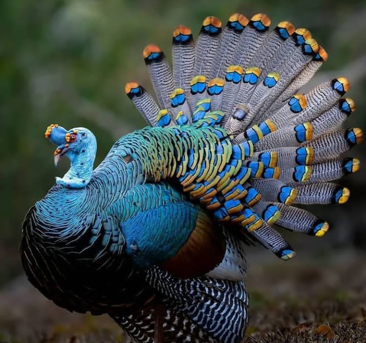 🔥 Male ocellated turkey. | Scrolller