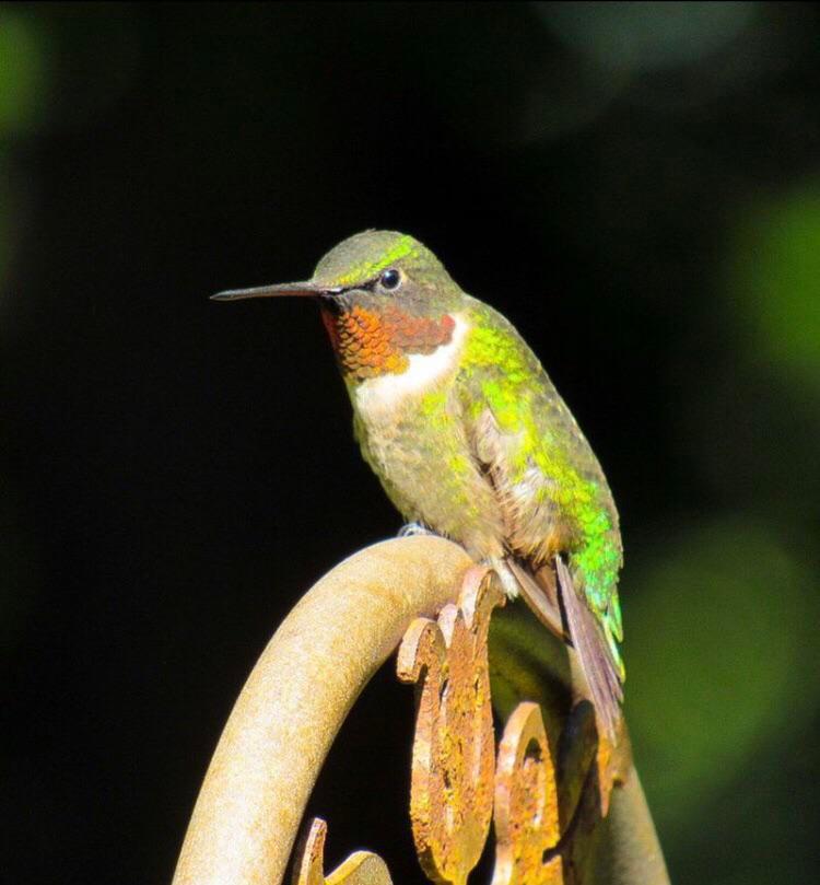 Male Ruby-throated Hummingbird | Scrolller