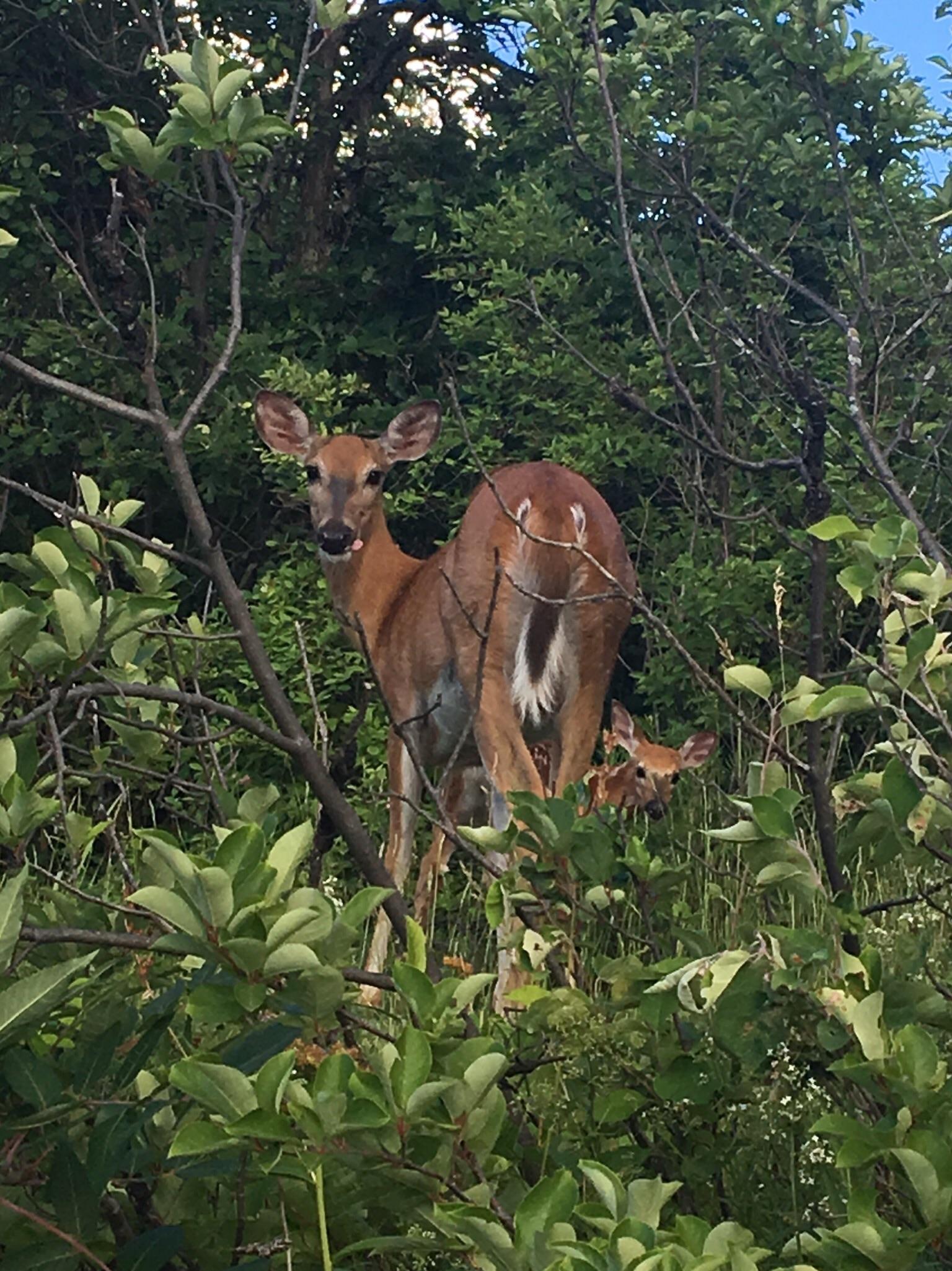 Mama deer blup | Scrolller
