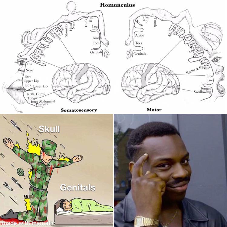 Mammalian brain evolution: it makes sense | Scrolller