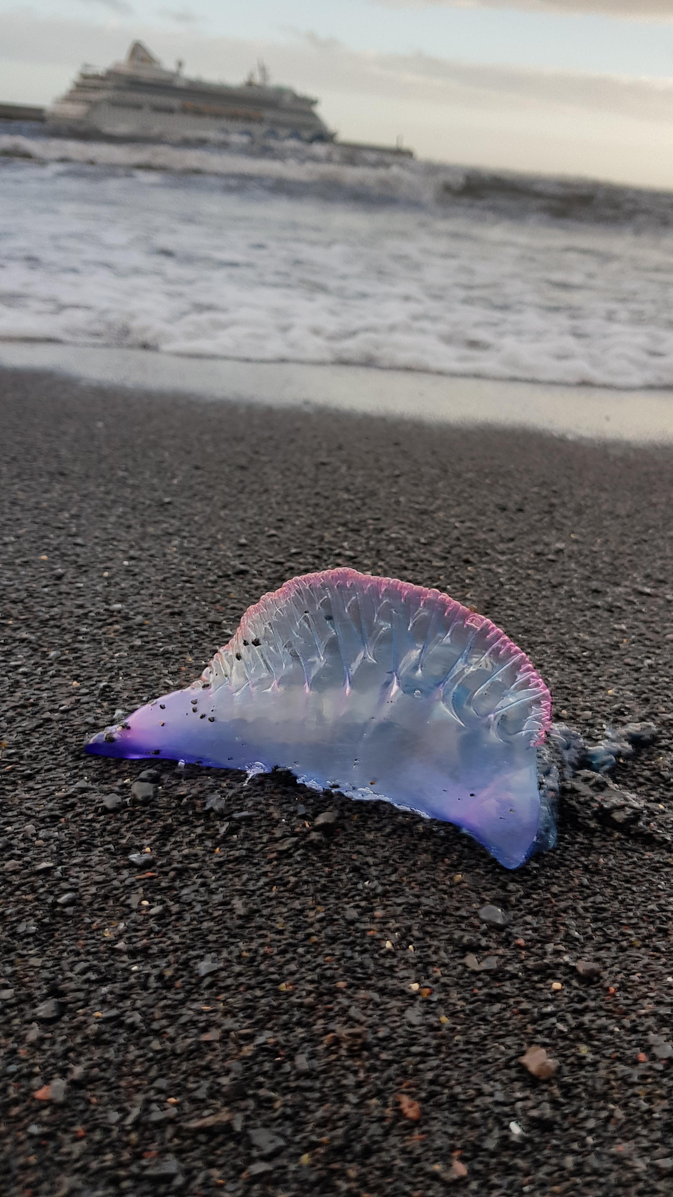 Man o' war | Scrolller