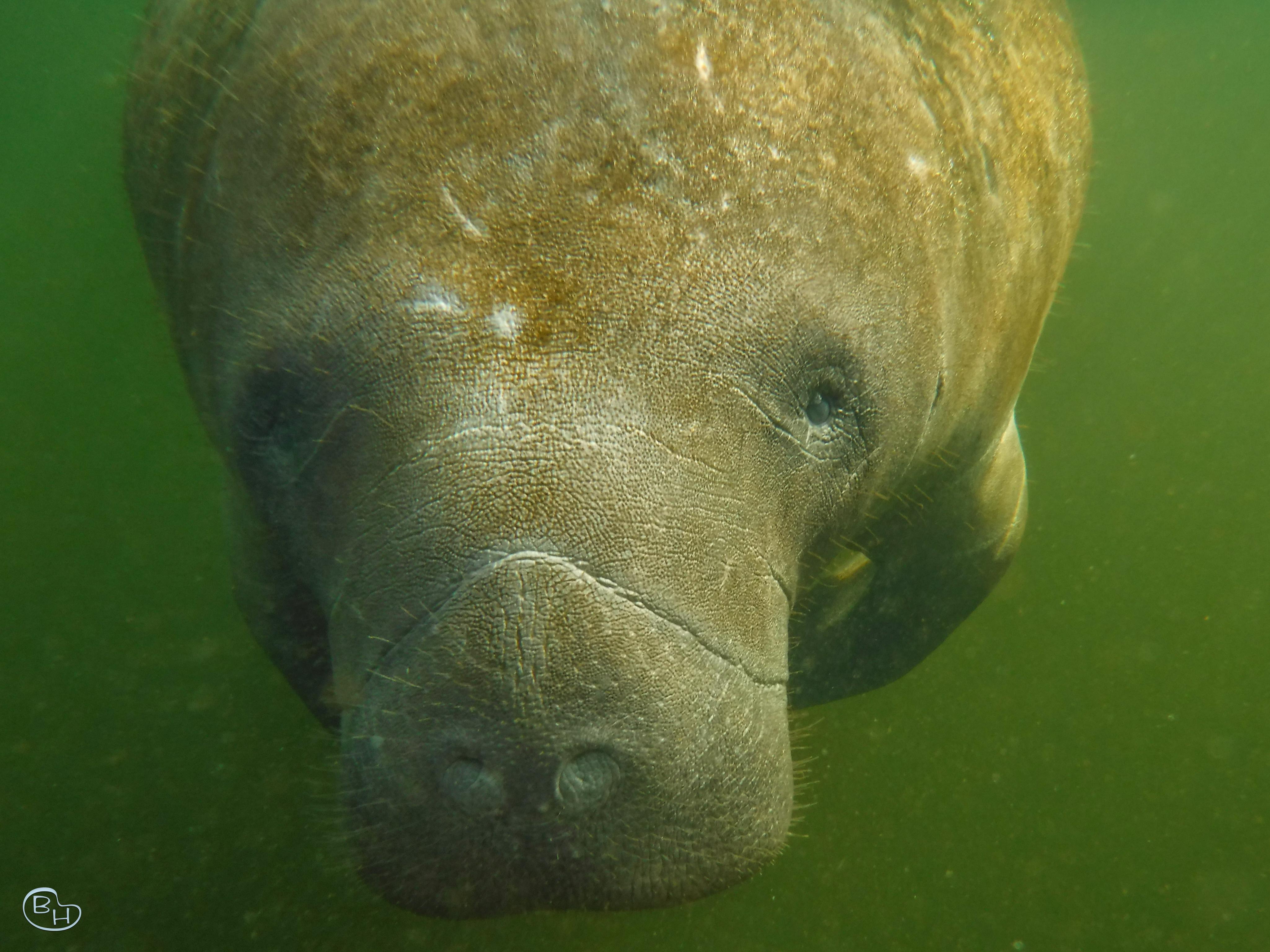 Manatee | Scrolller